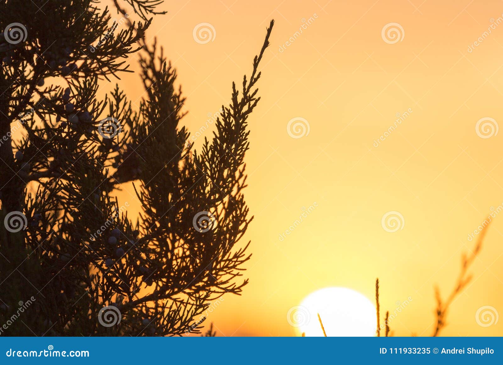 Tree branch at sunset stock image. Image of trees, landscape - 111933235