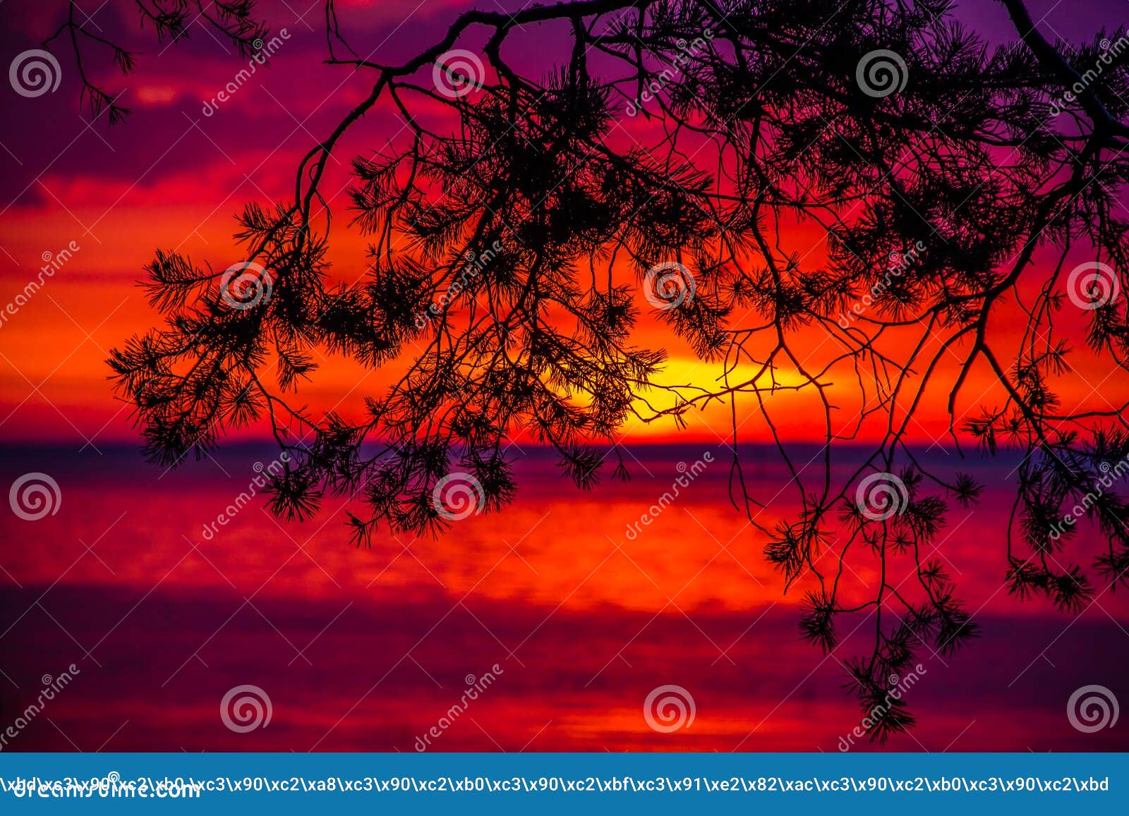 Tree branch at sunset stock image. Image of blossom - 119914361