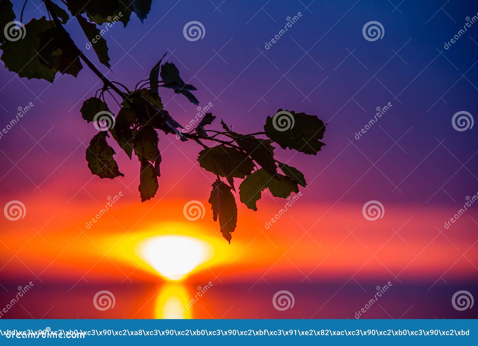 Tree branch at sunset stock image. Image of nature, morning - 119914223