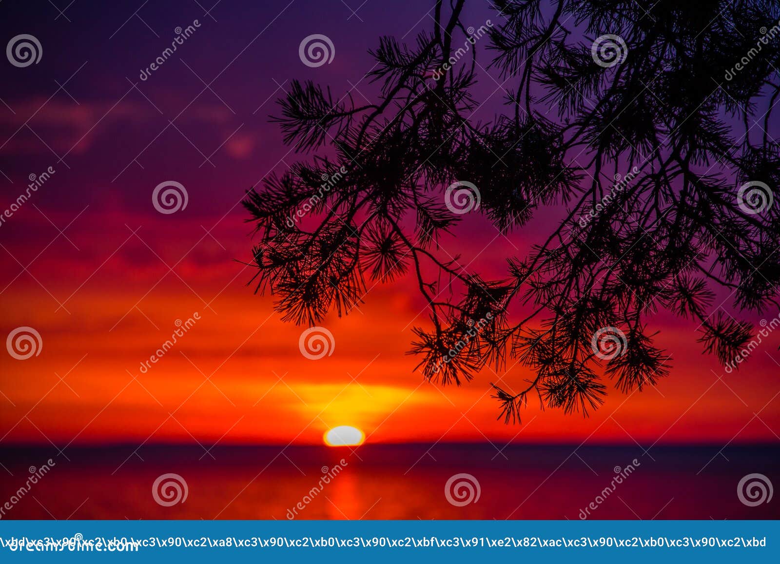 Tree branch at sunset stock photo. Image of grass, green - 119914290