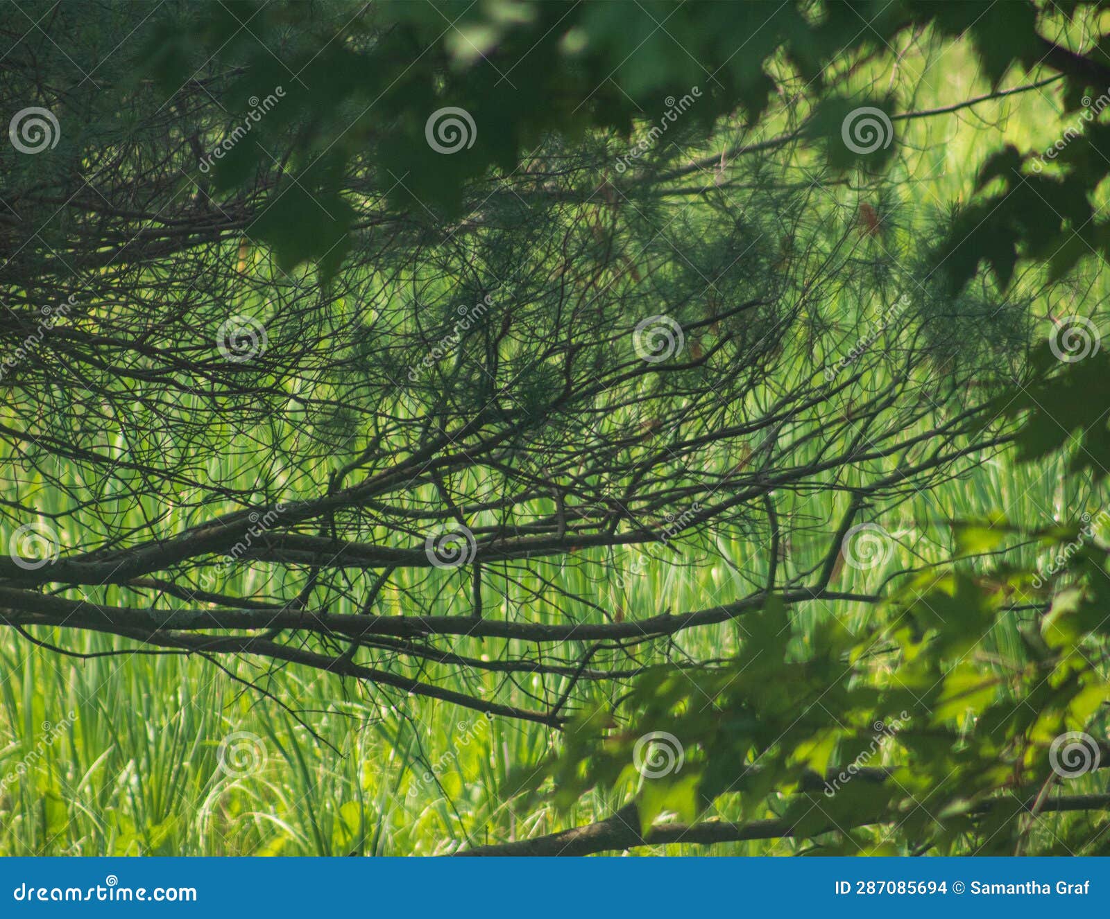 Tree Limb stock photo. Image of woodland, vegetation - 287085694