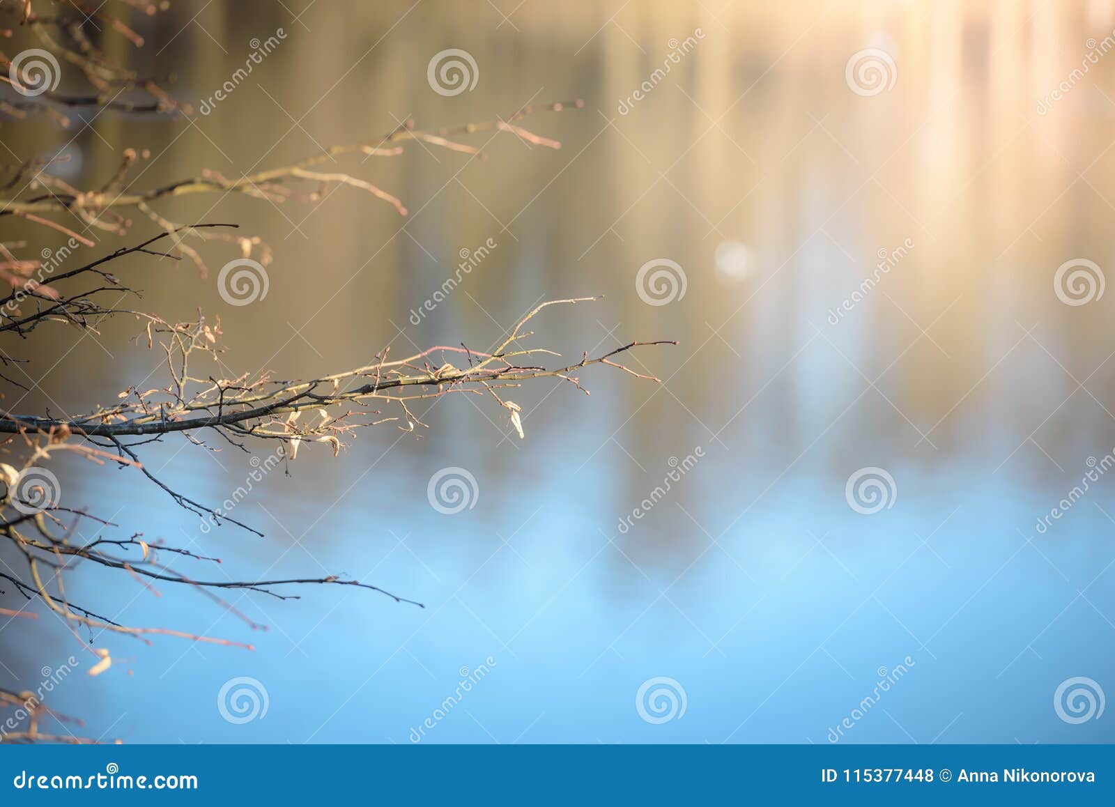Tree Branch with Swollen Buds Above the River Stock Photo - Image of ...