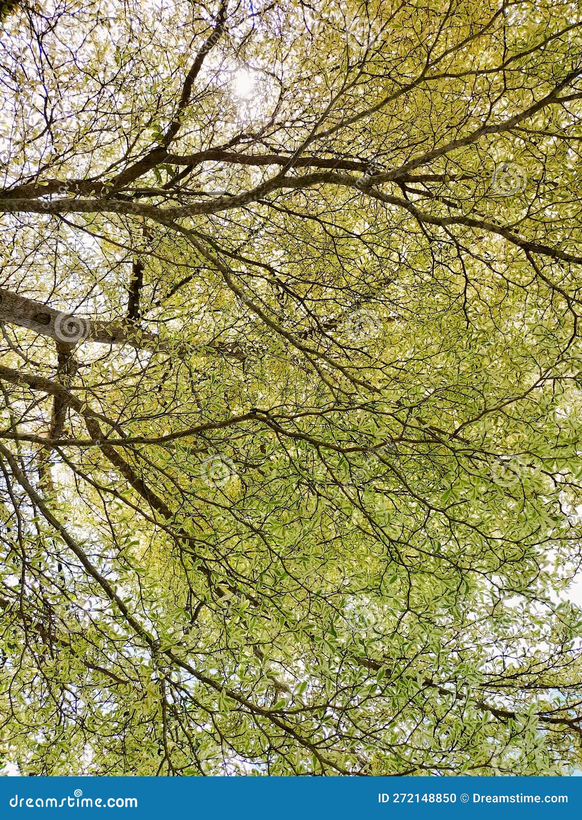 Tree Branch of Terminalia Ivorensis Chev Stock Photo - Image of ...