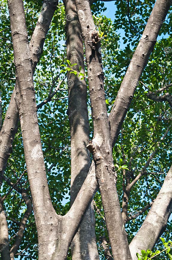 Tree branch texture stock photo. Image of detail, limb - 26009650