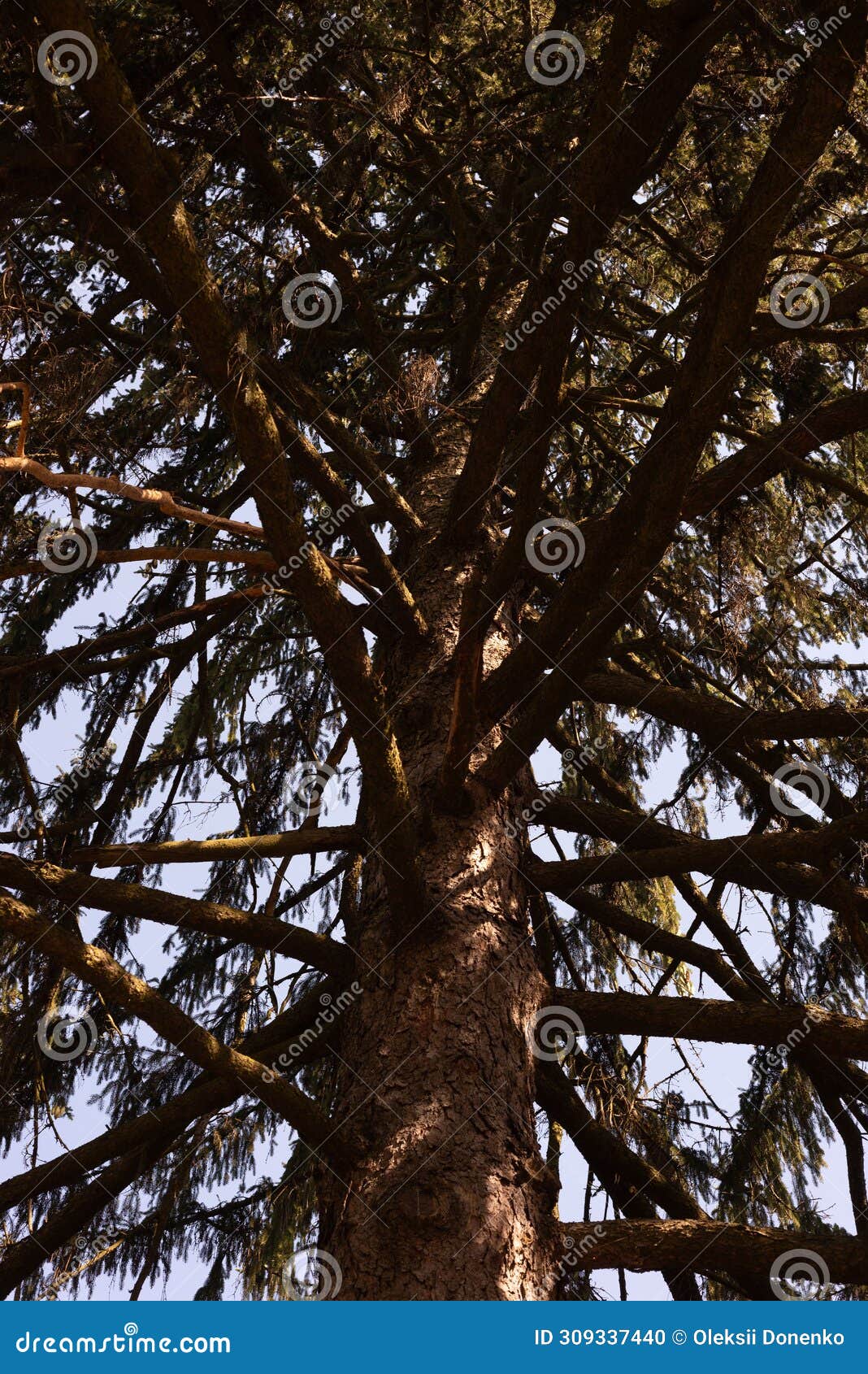 Tree Branch Texture Forest Background Natural Stock Photo - Image of ...