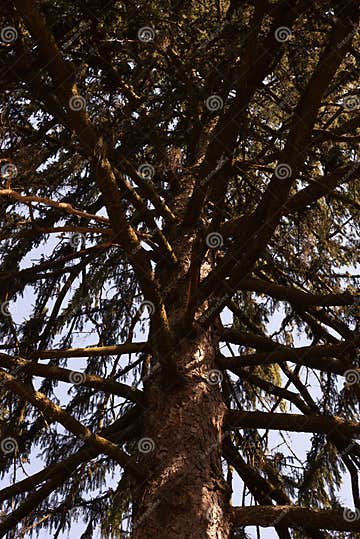 Tree Branch Texture Forest Background Natural Stock Photo - Image of ...