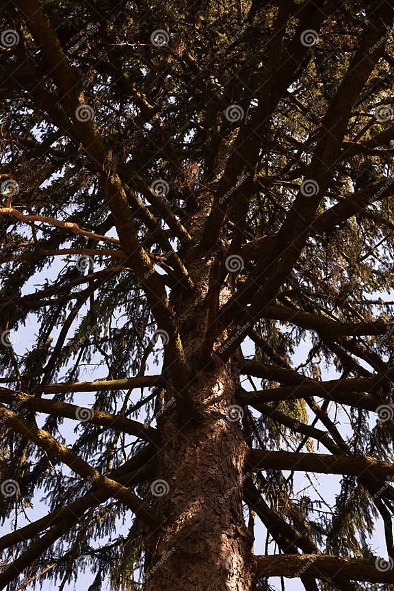 Tree Branch Texture Forest Background Natural Stock Photo - Image of ...