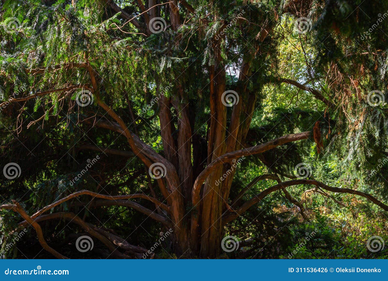 Tree Branch Texture Forest Background Natural Stock Photo - Image of ...
