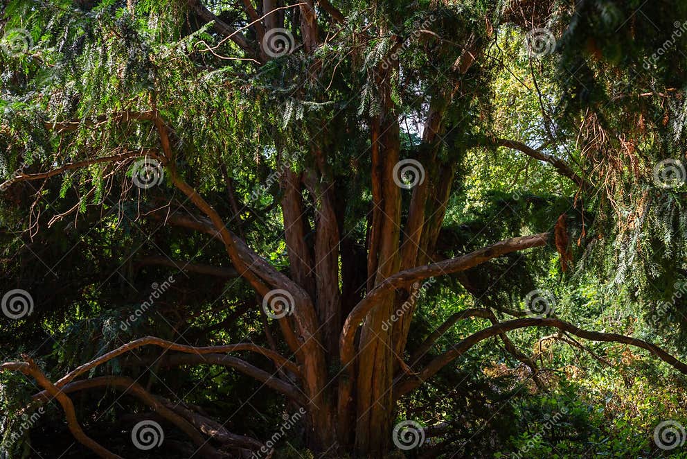 Tree Branch Texture Forest Background Natural Stock Photo - Image of ...