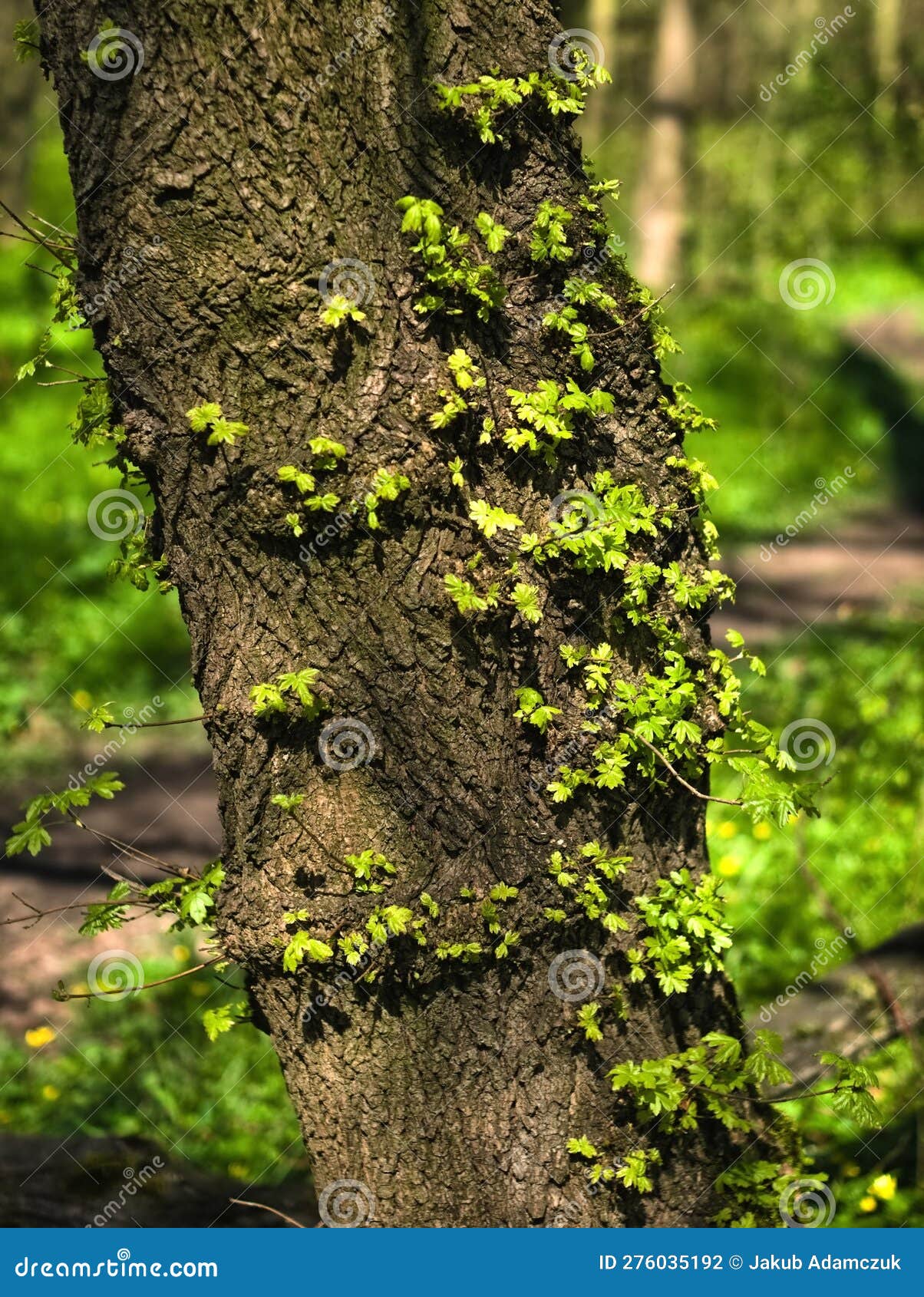 Tree Branch with Tiny Green Leafs Stock Photo - Image of european ...
