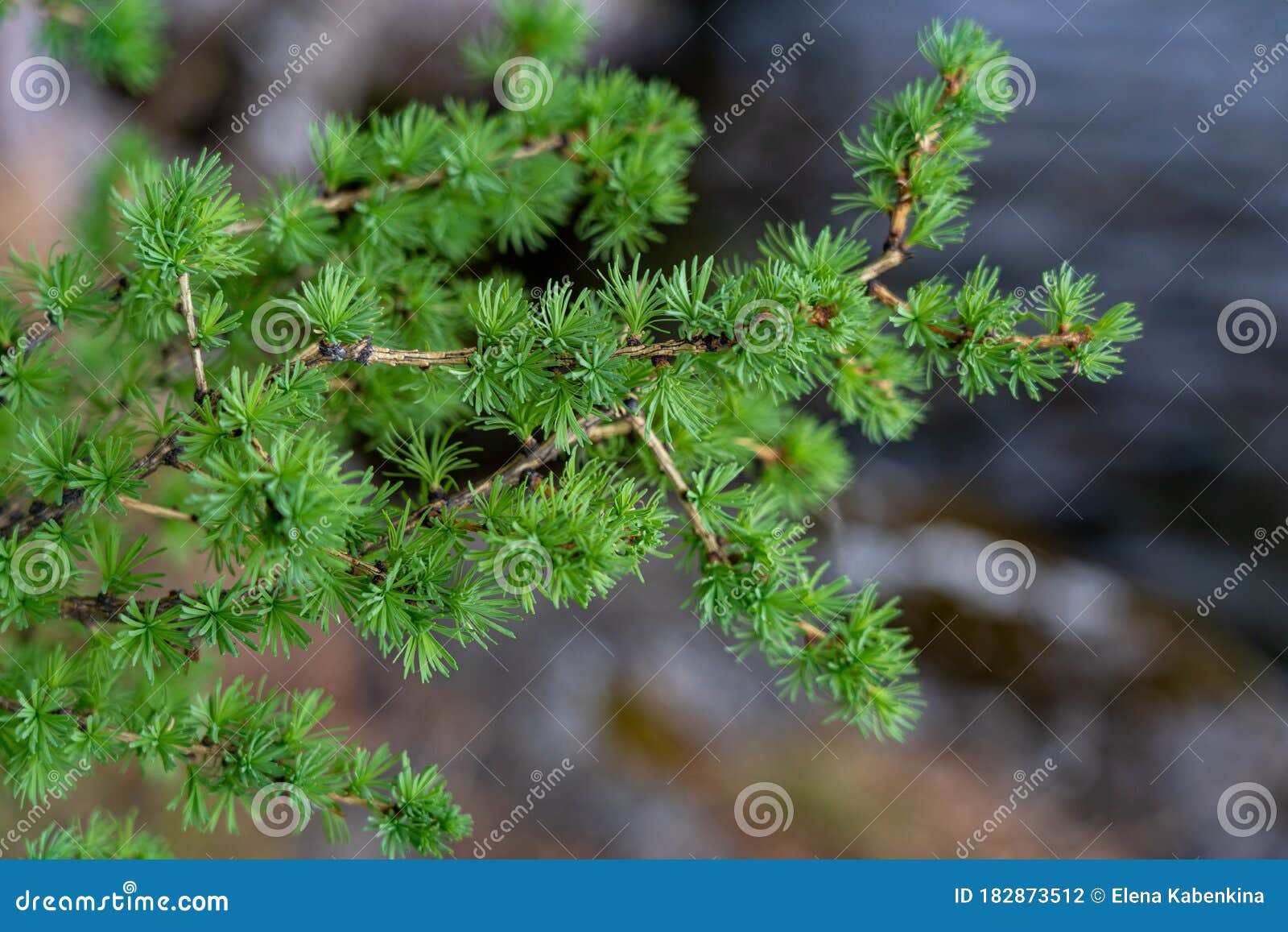 Tree Branch with Tiny Green Needles Stock Photo - Image of growth ...