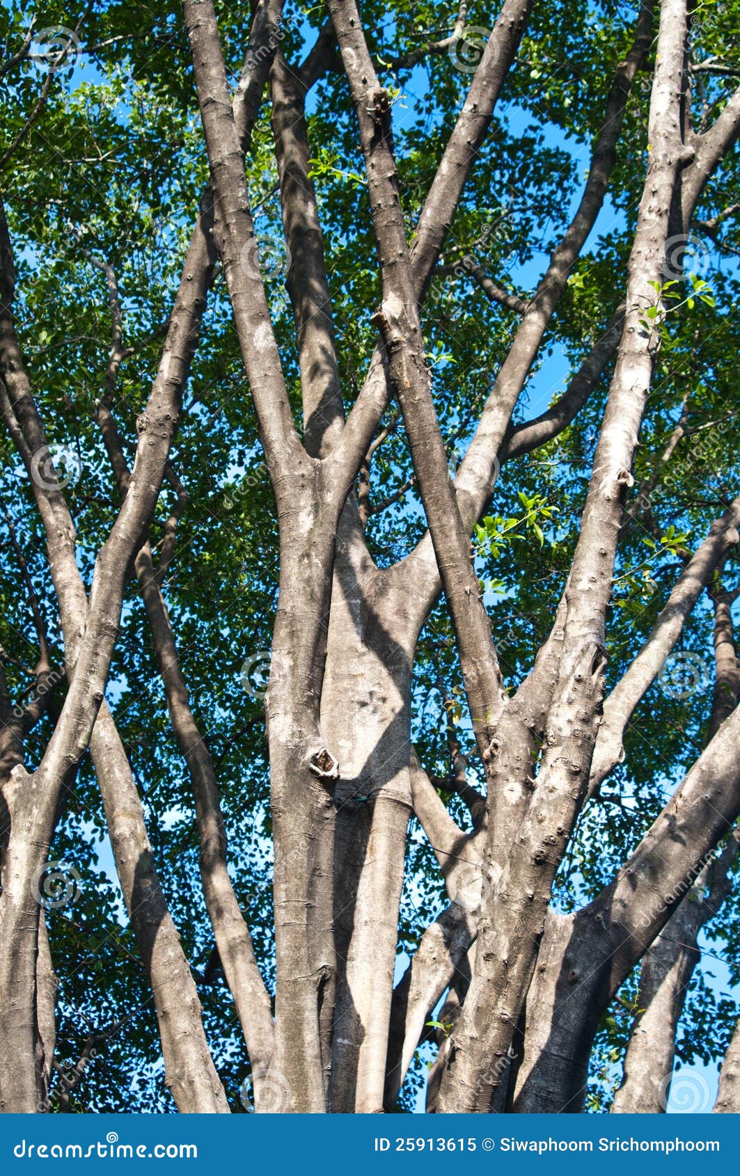 Tree branch and tree bark stock image. Image of leaf - 25913615
