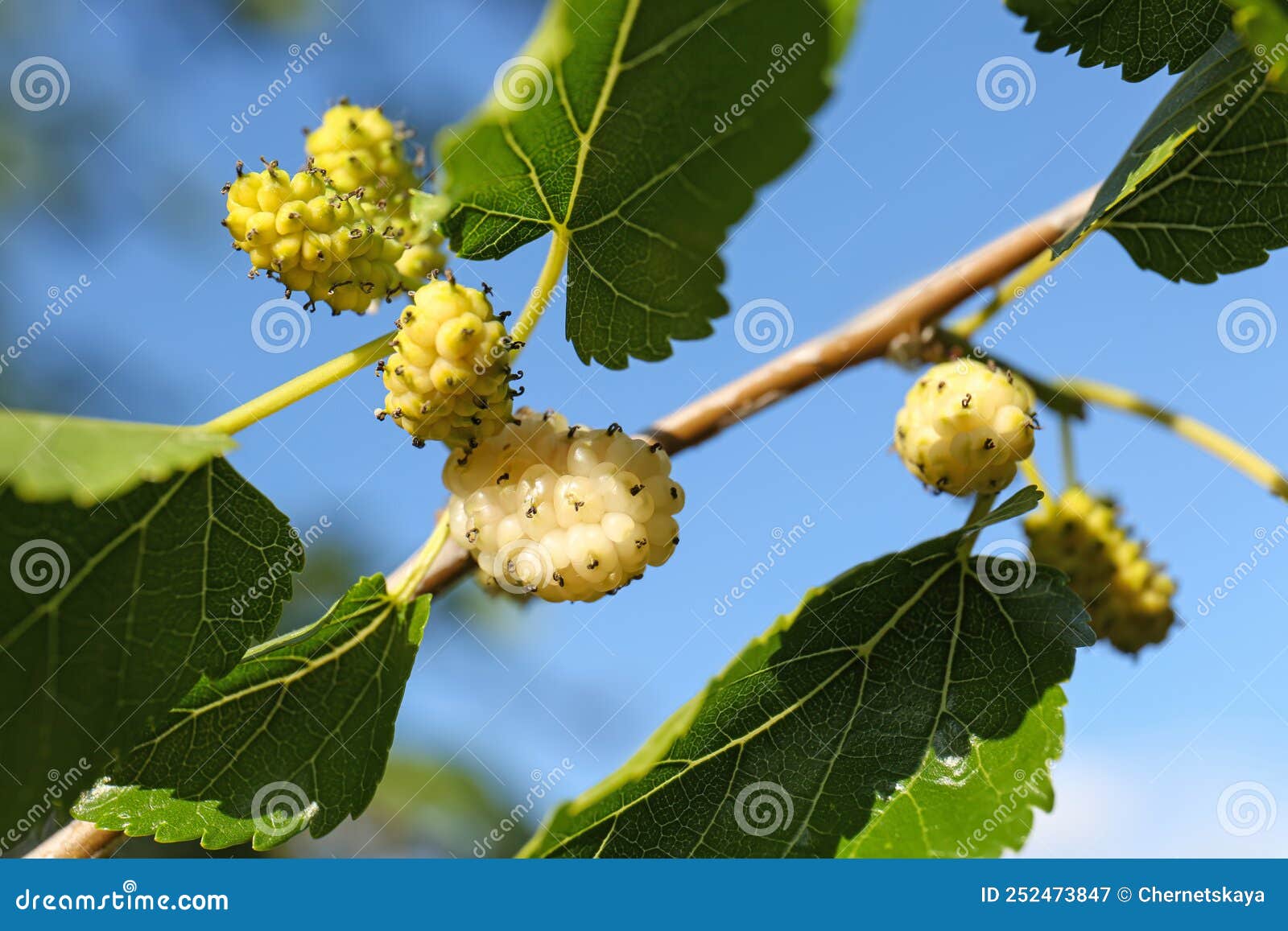 Tree Branch with Unripe Mulberries Against Blue Sky, Closeup Stock ...