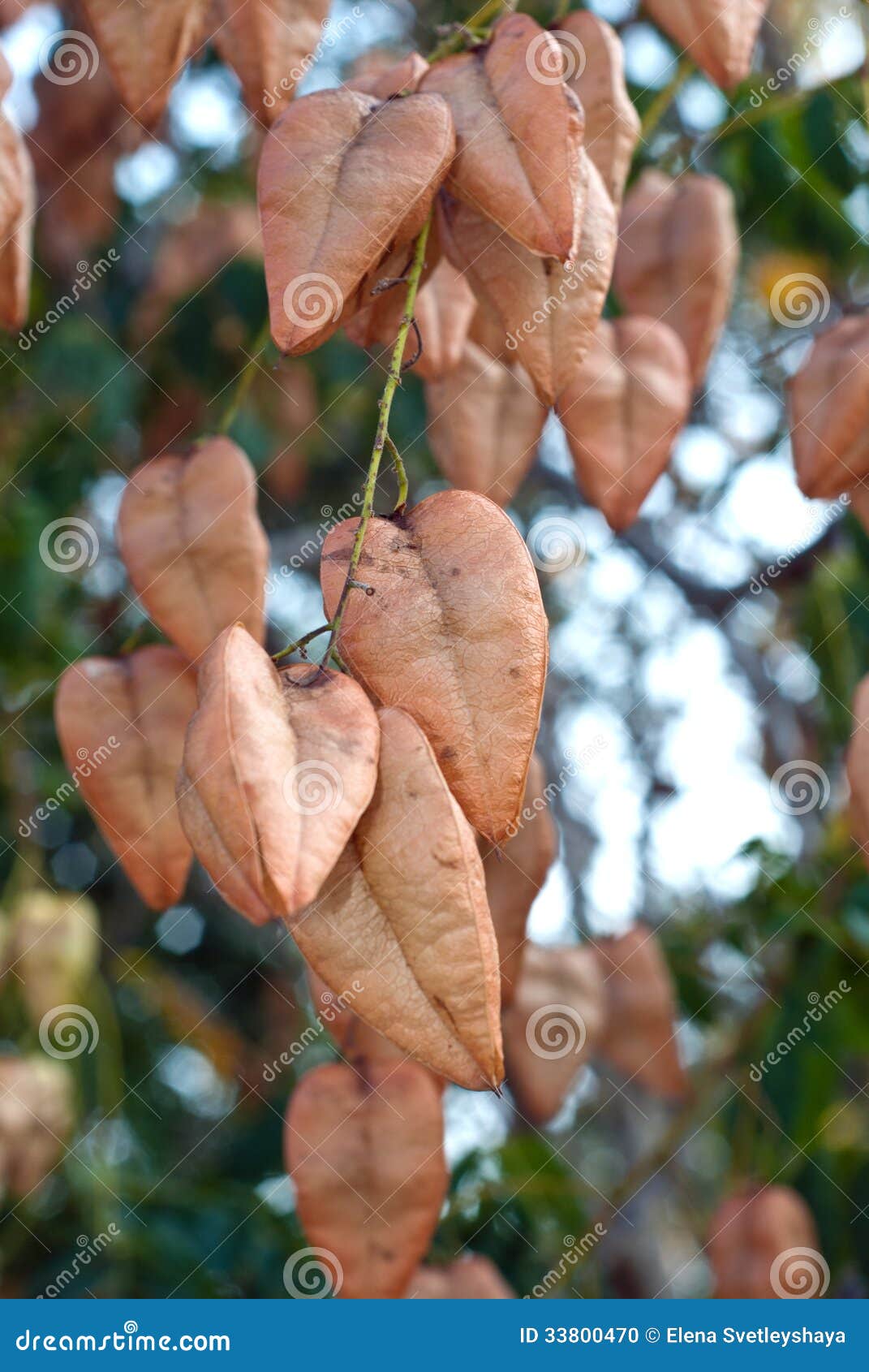 Tree branch stock photo. Image of botanical, summer, beautiful - 33800470