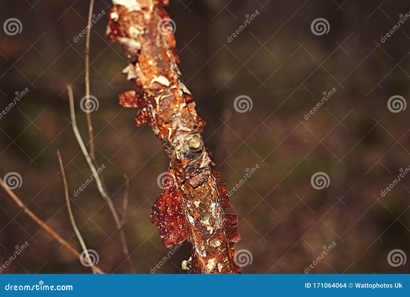 Tree Branch Up Close Macro View with Lose Bark Stock Photo - Image of ...