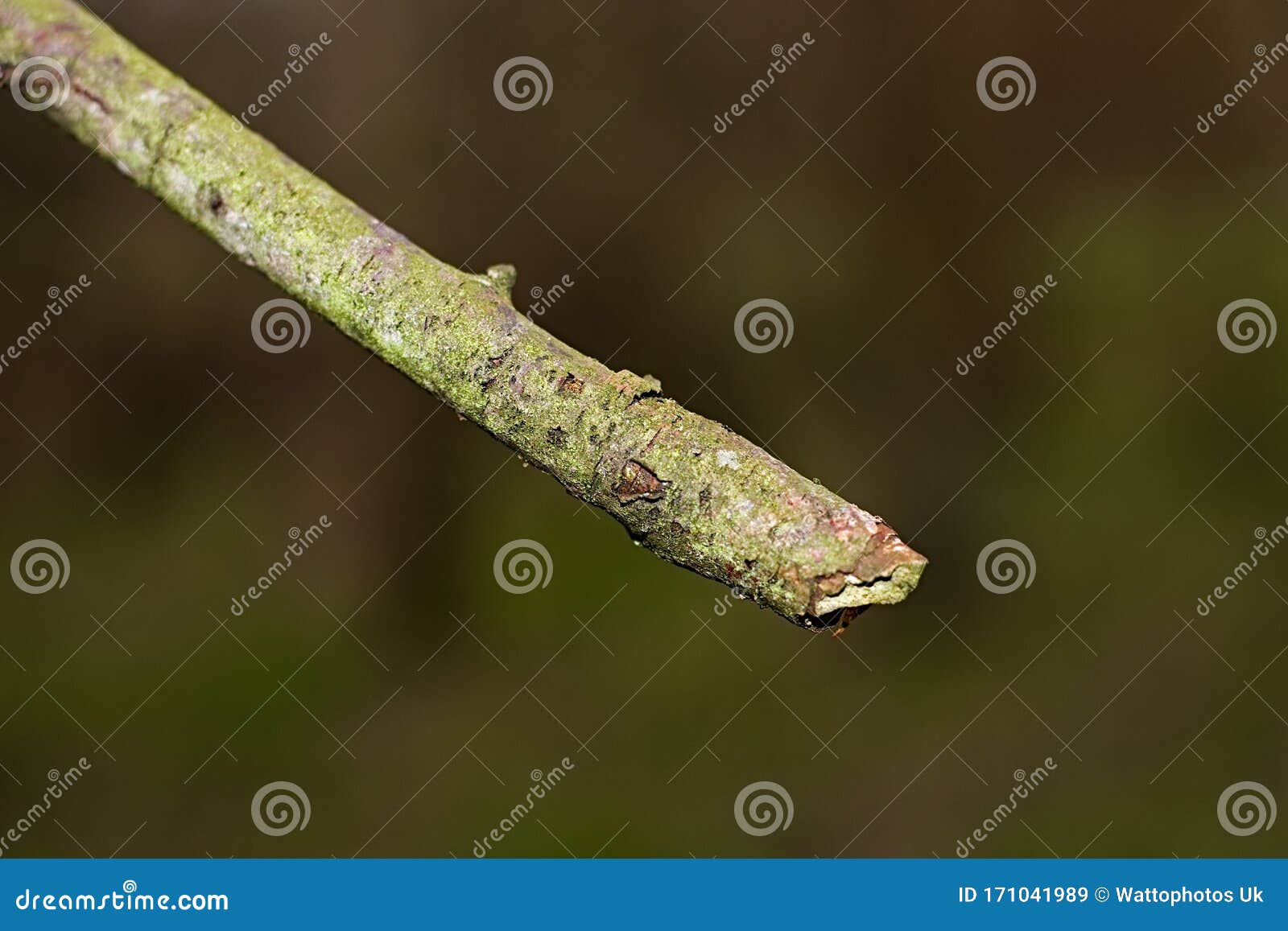 Tree Branch Up Close Macro View Stock Image - Image of light, group ...