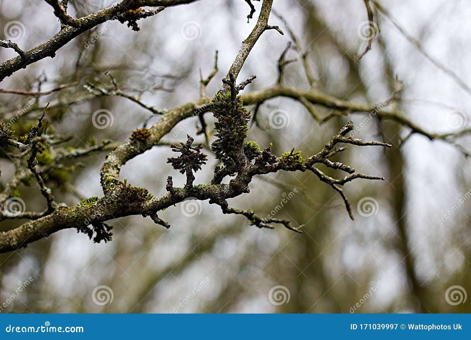Tree Branch Up Close Macro View Stock Image - Image of forest, tree ...