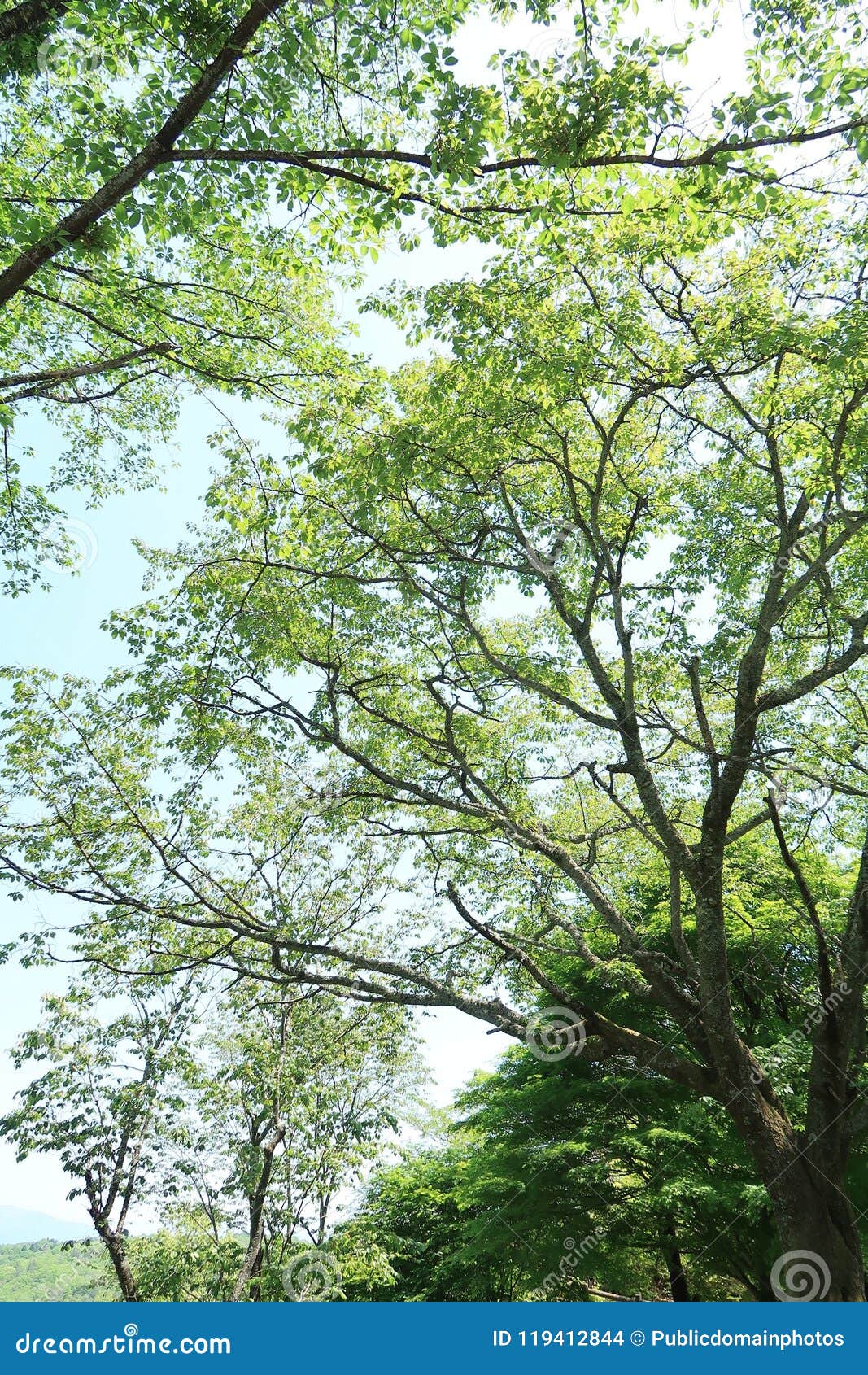 Tree, Branch, Vegetation, Ecosystem Picture. Image: 119412844