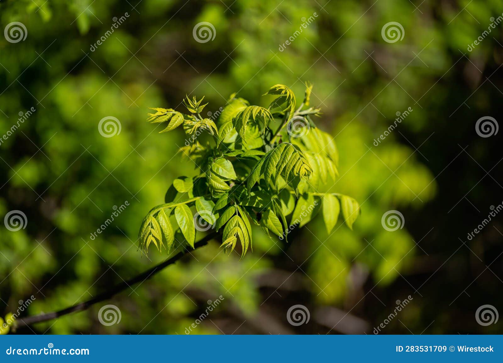 Tree Branch with Vibrant Green Foliage. Stock Image - Image of growth ...