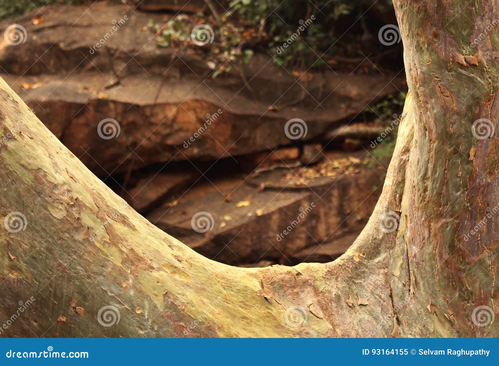 Tree branch view stock image. Image of spring, hill, rocks - 93164155