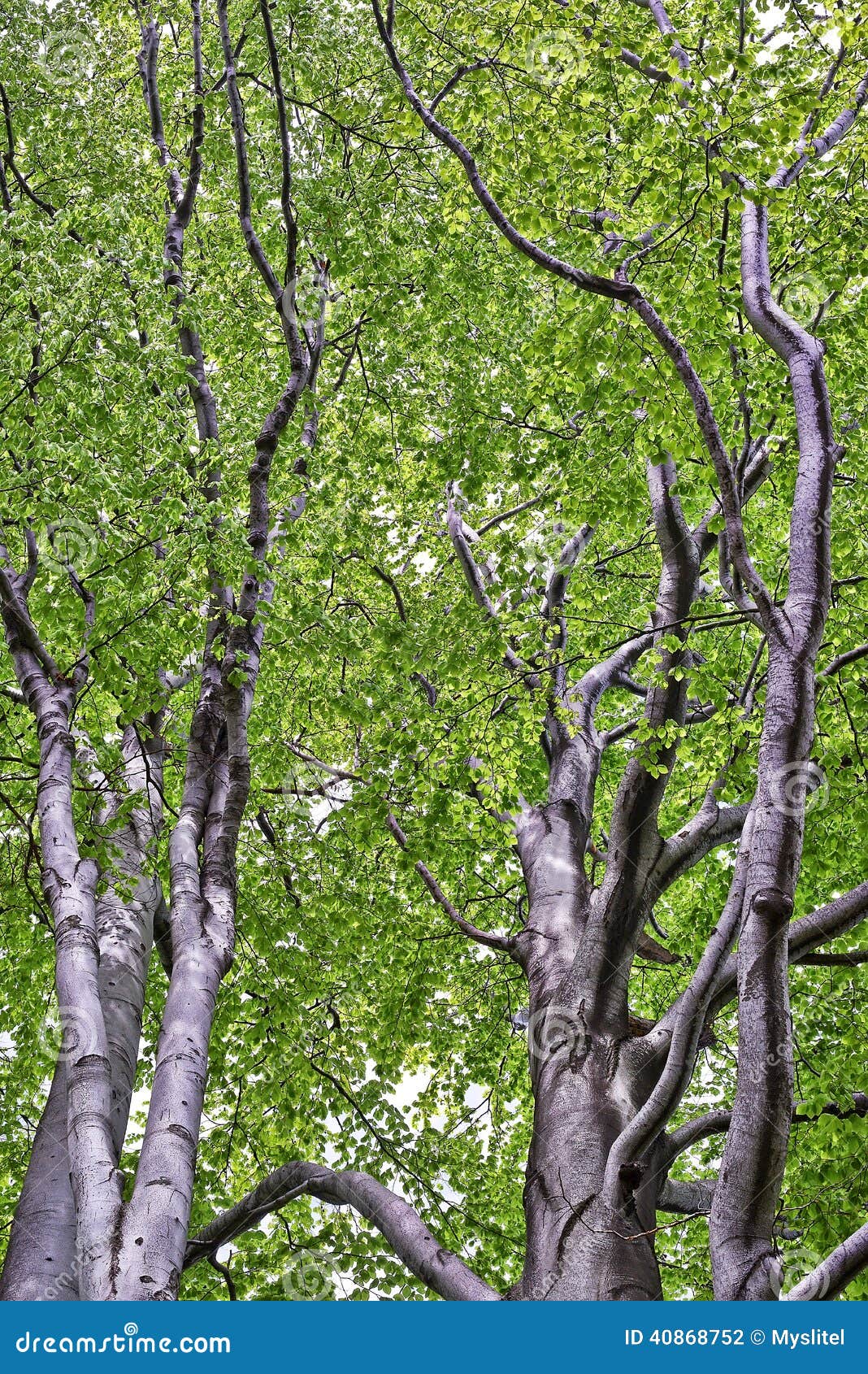 Tree branch stock photo. Image of vertical, tree, leaves - 40868752