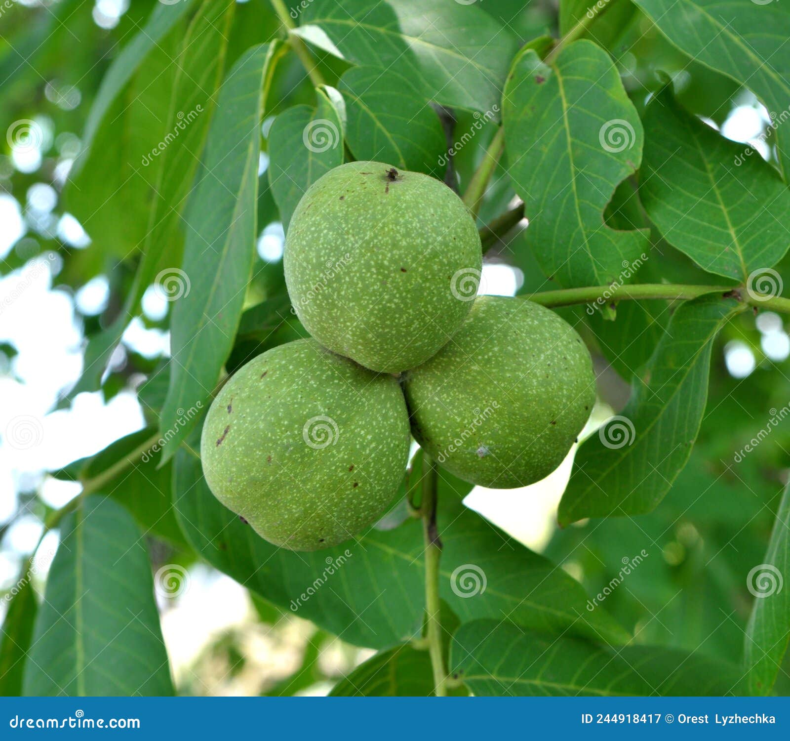 On a Tree Branch is a Walnut that Ripens with a Green Shell Stock Image ...