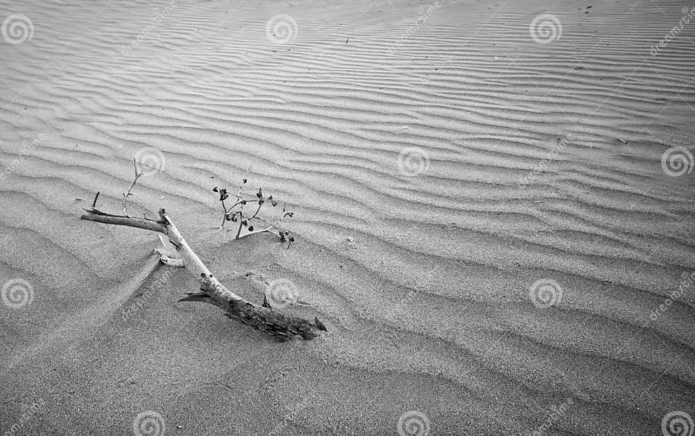 Tree Branch Washed Up on Beach Stock Photo - Image of dried, sand: 25118782