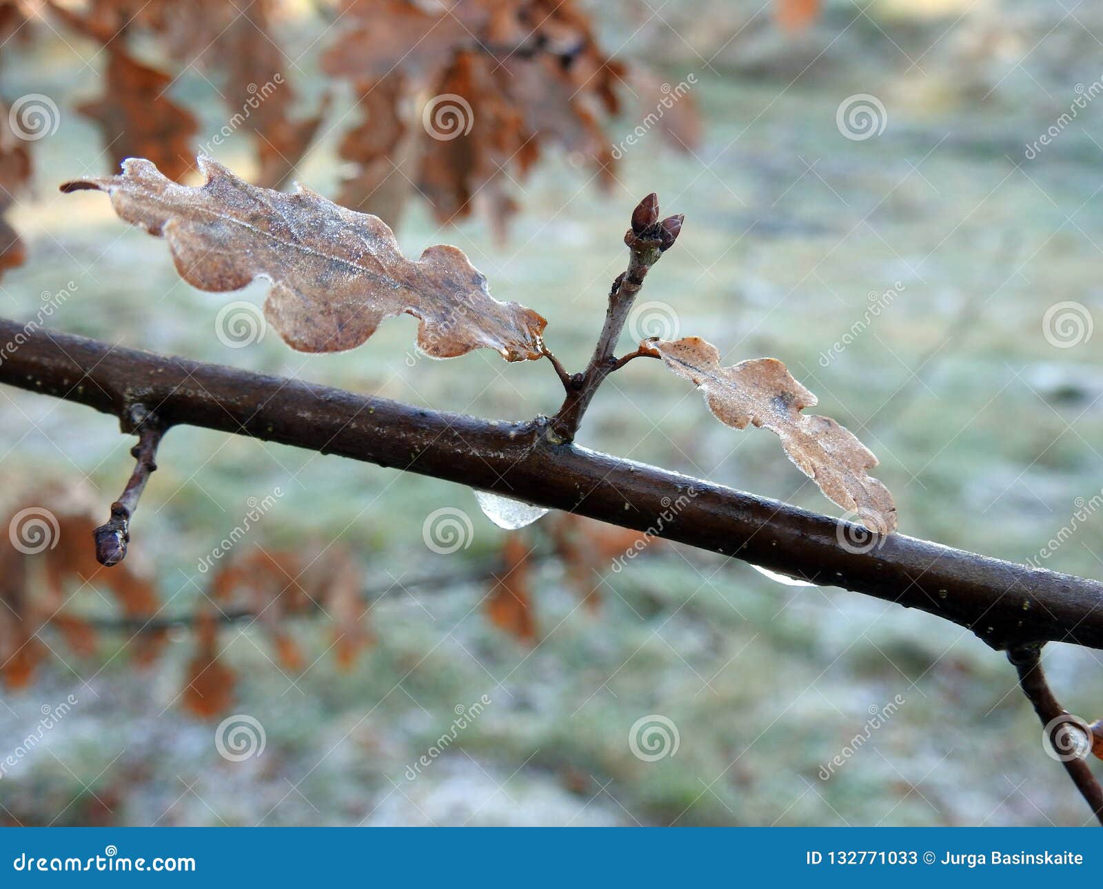 Tree Branch with Water Drop, Lithuania Stock Image - Image of closeup ...