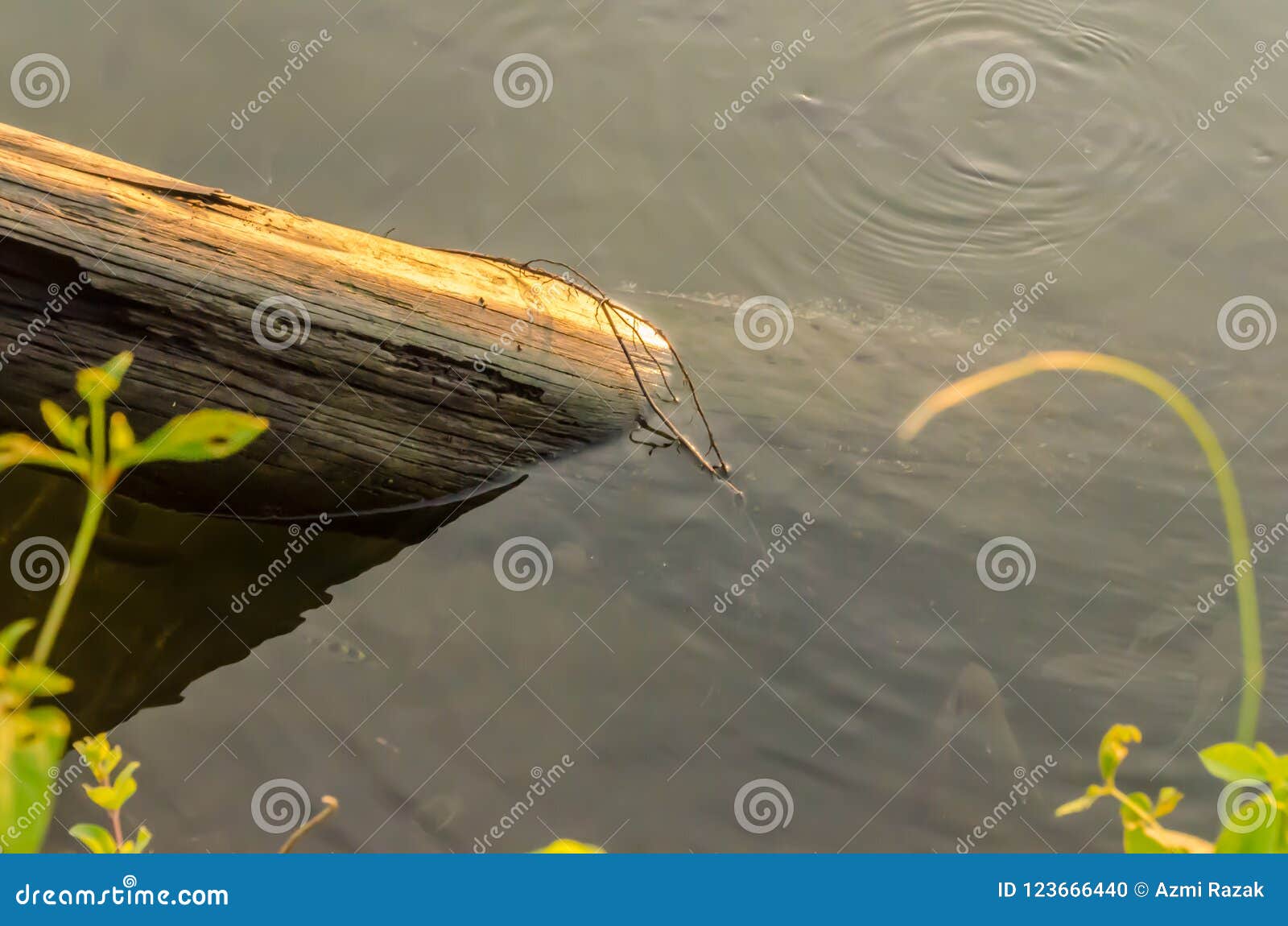 A tree branch in water stock photo. Image of bright - 123666440