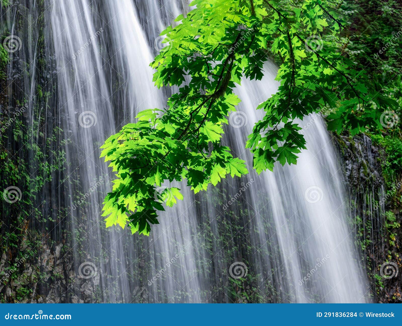 Tree Branch with a Waterfall in the Background. Stock Photo - Image of ...