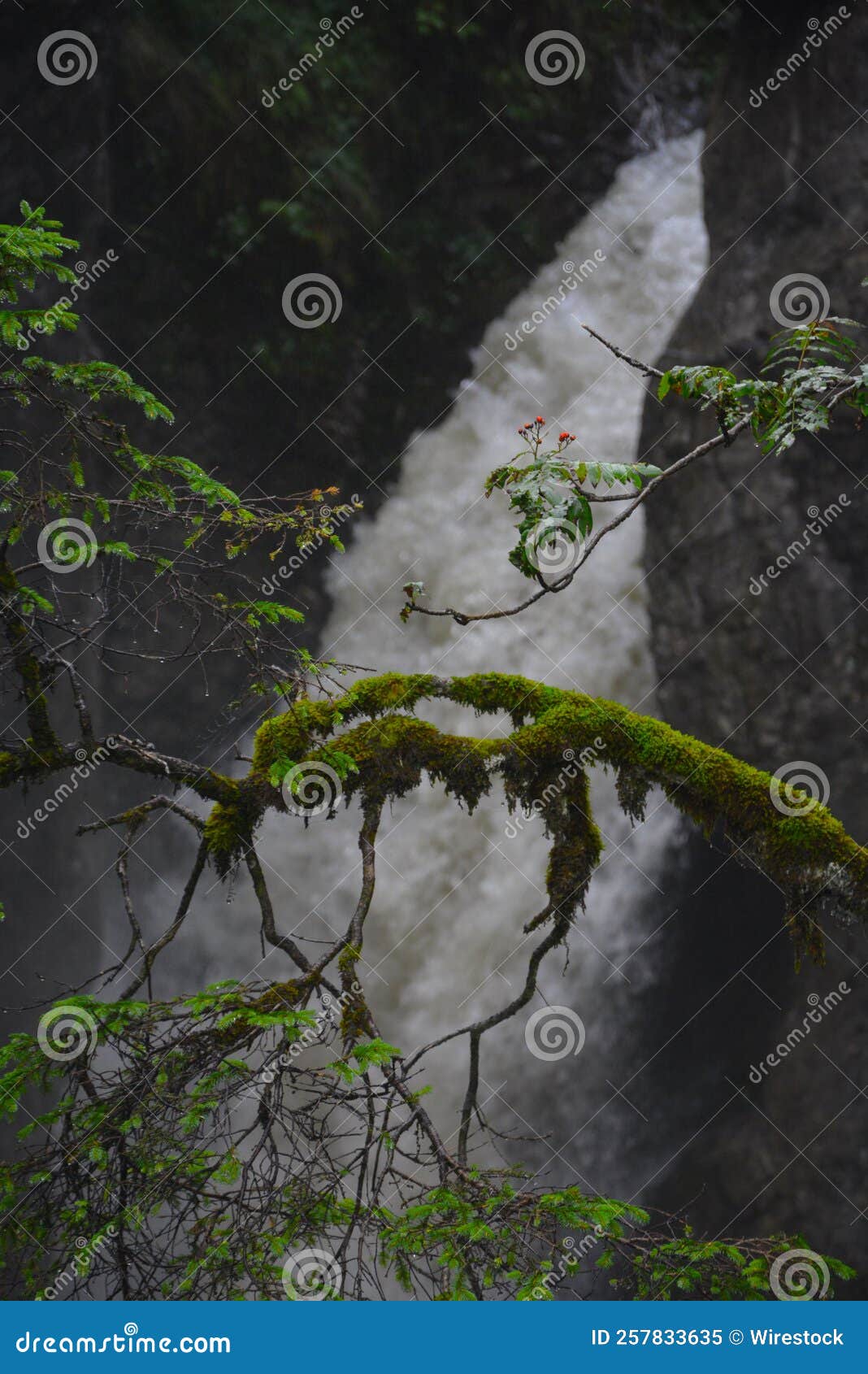Tree branch with waterfall stock image. Image of wallpaper - 257833635