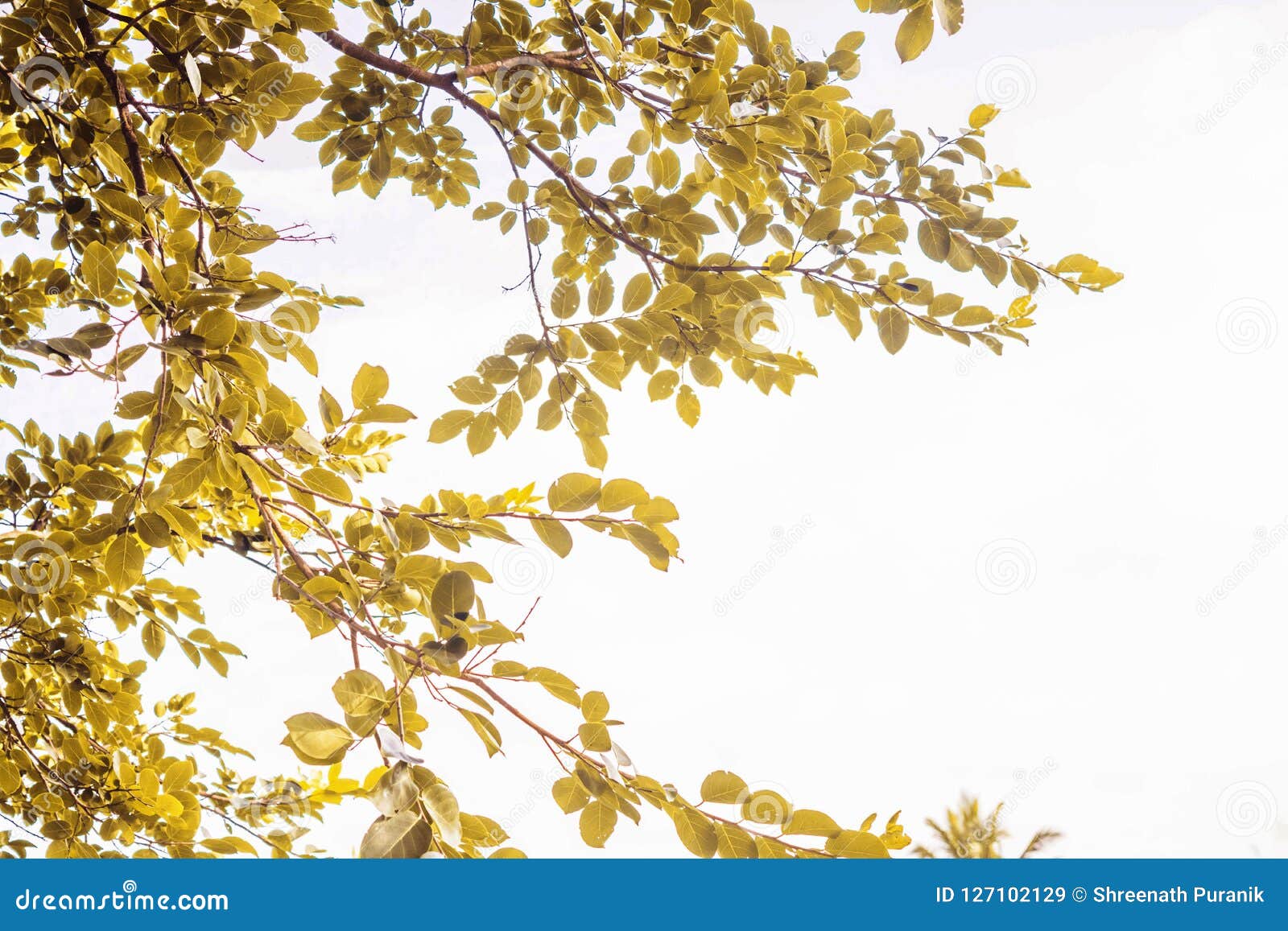 Tree Branch on White Background Stock Image - Image of element, foliage ...