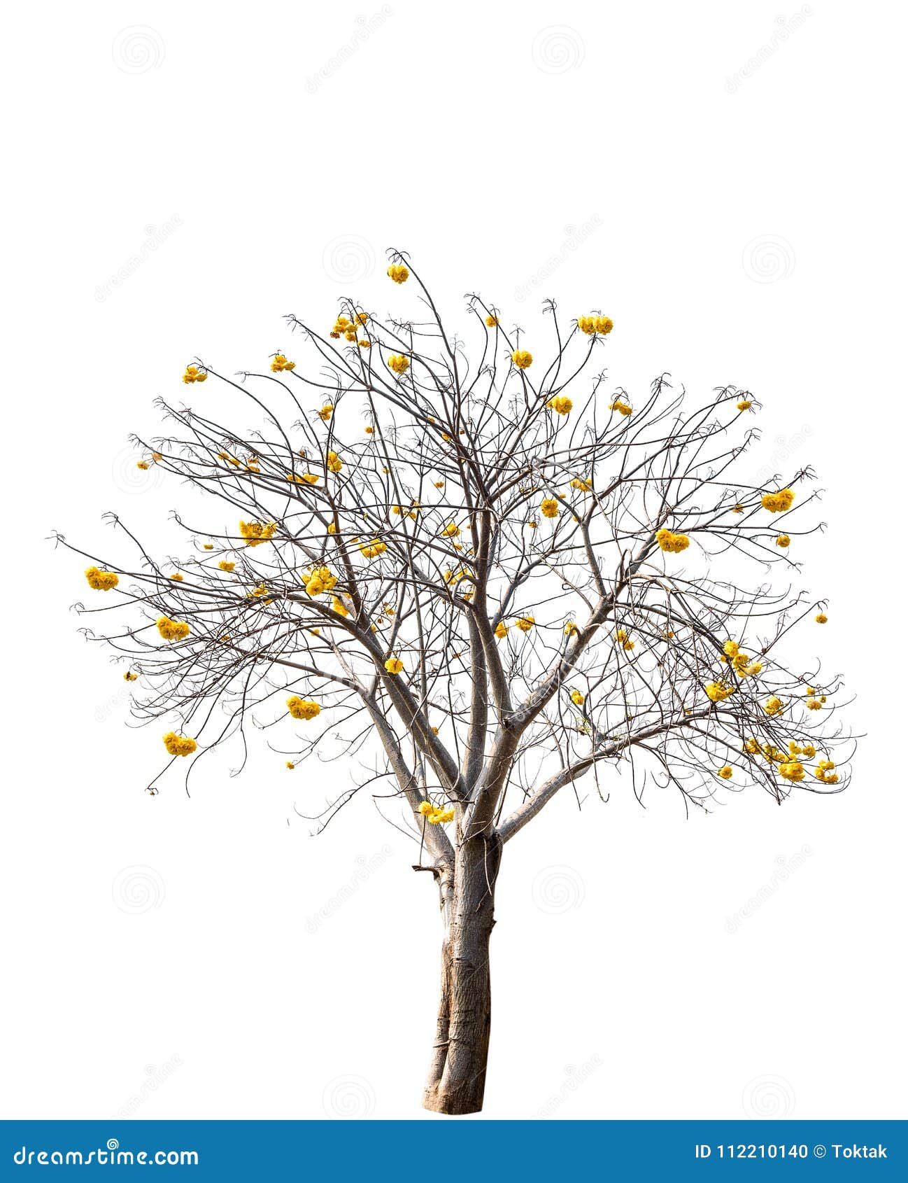 Tree Branch on White Background Stock Photo - Image of botany ...