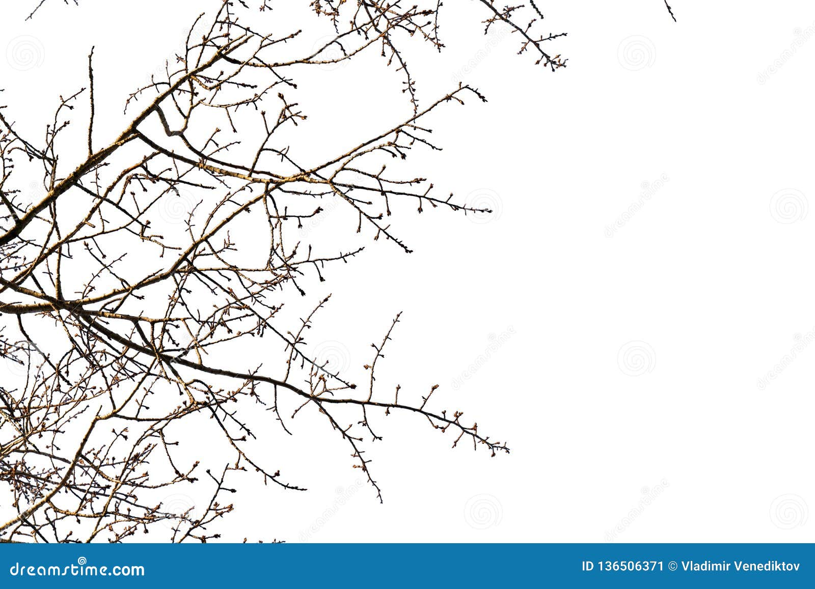 Tree Branch on a White Background Stock Image - Image of creepy ...