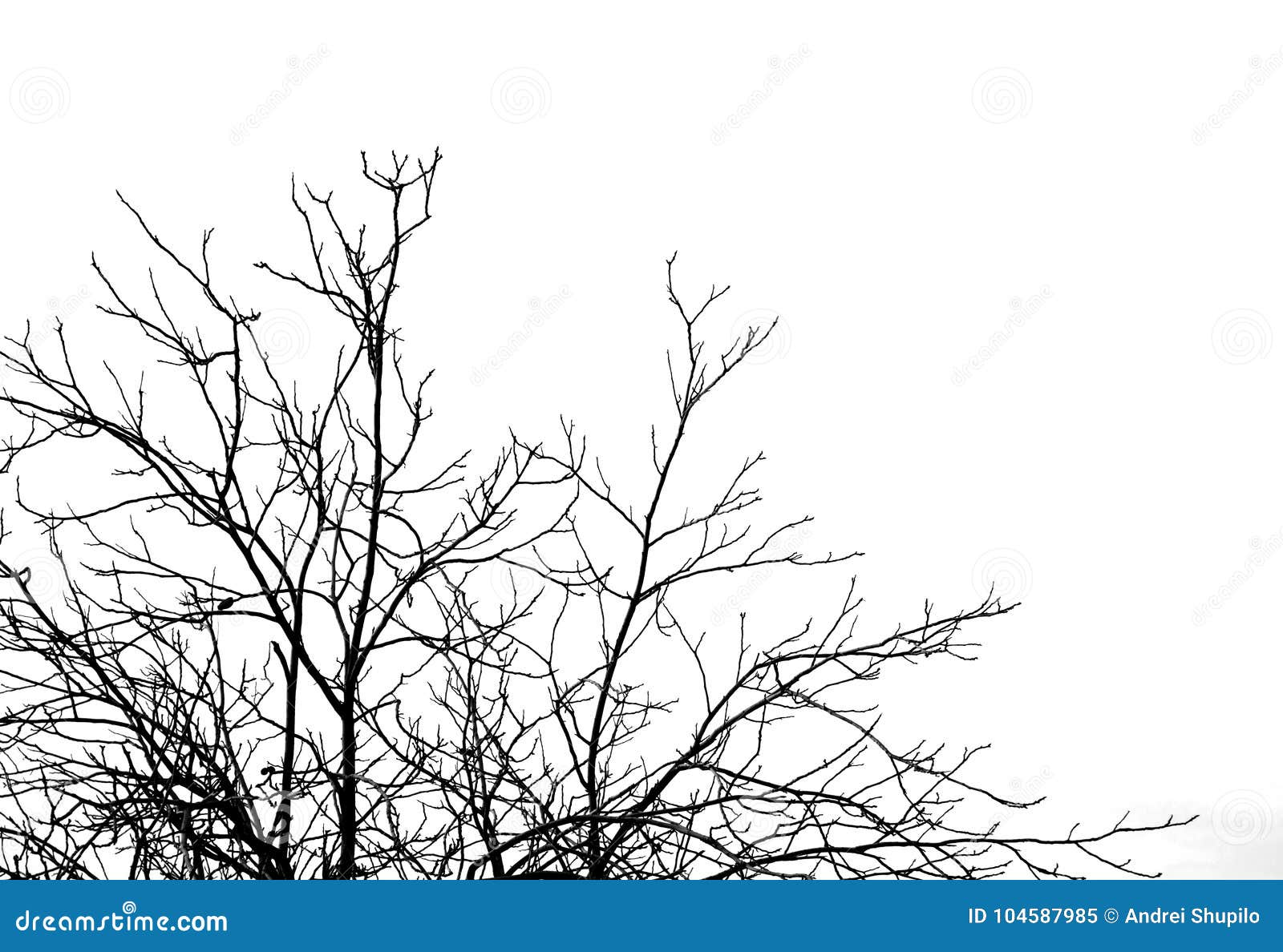 Tree Branch on a White Background Stock Image - Image of pattern ...