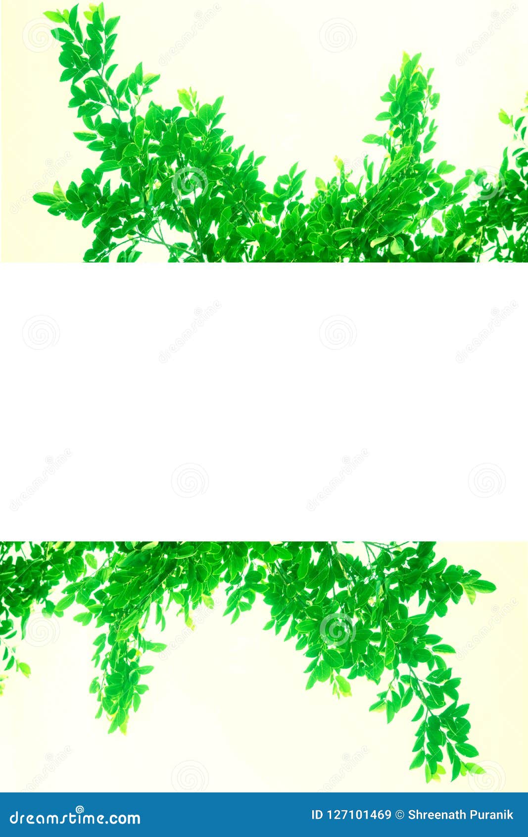 Tree Branch on White Background with Text Box Stock Image - Image of ...