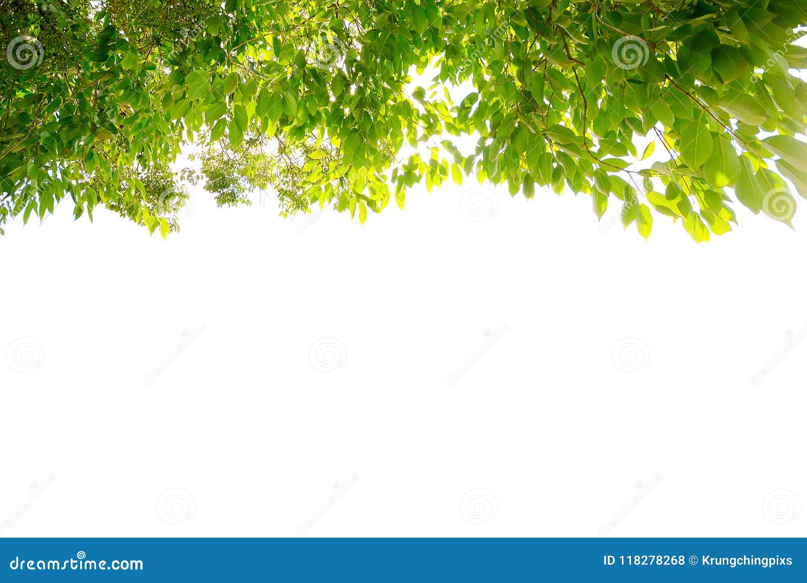 Tree branch. stock photo. Image of spring, nature, closeup - 118278268