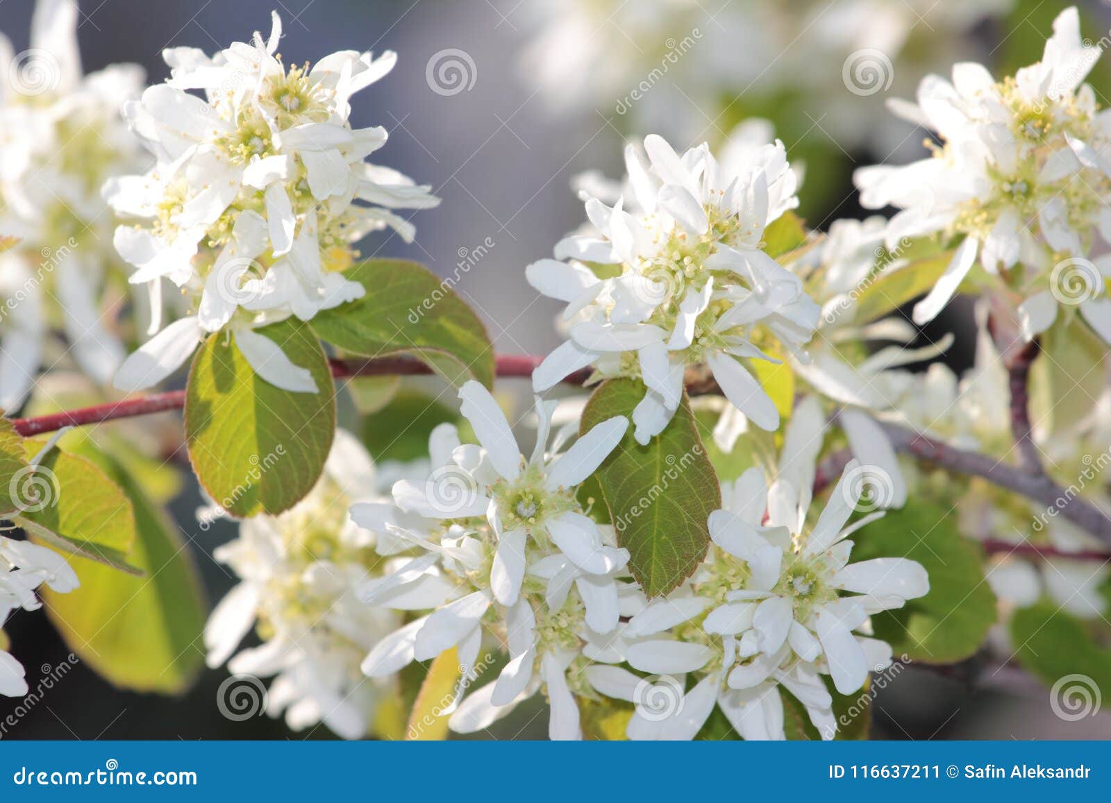 Tree Branch with White Flowers Stock Image - Image of fresh, green ...