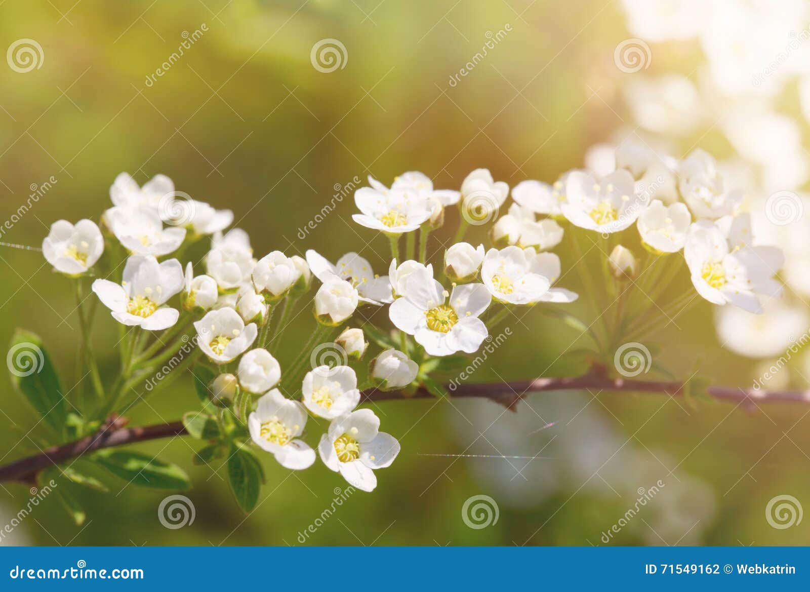Tree Branch with White Flowers Stock Photo - Image of bush, beautiful ...