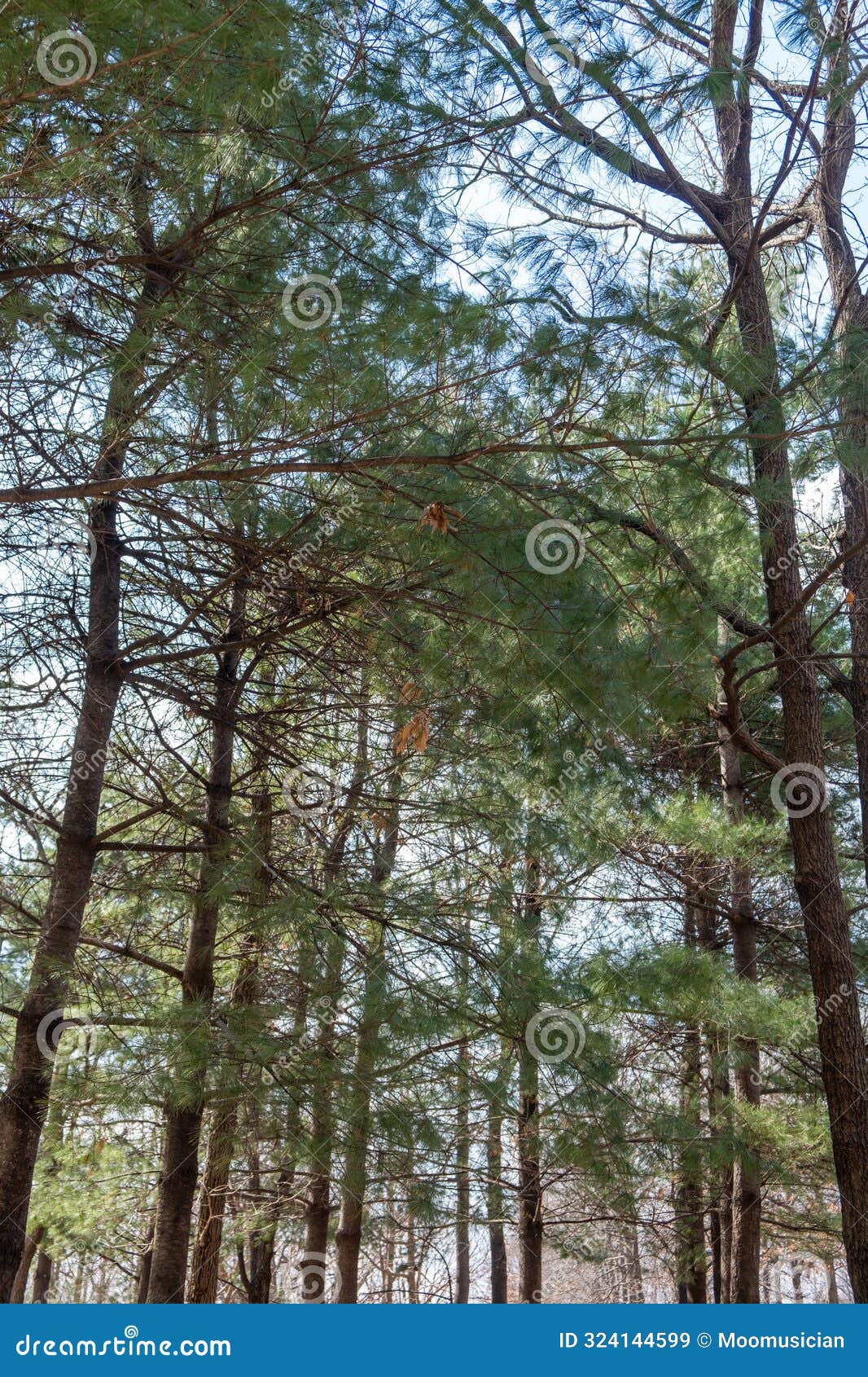Tree Branch in Winter at Seoul Forest Stock Image - Image of branch ...