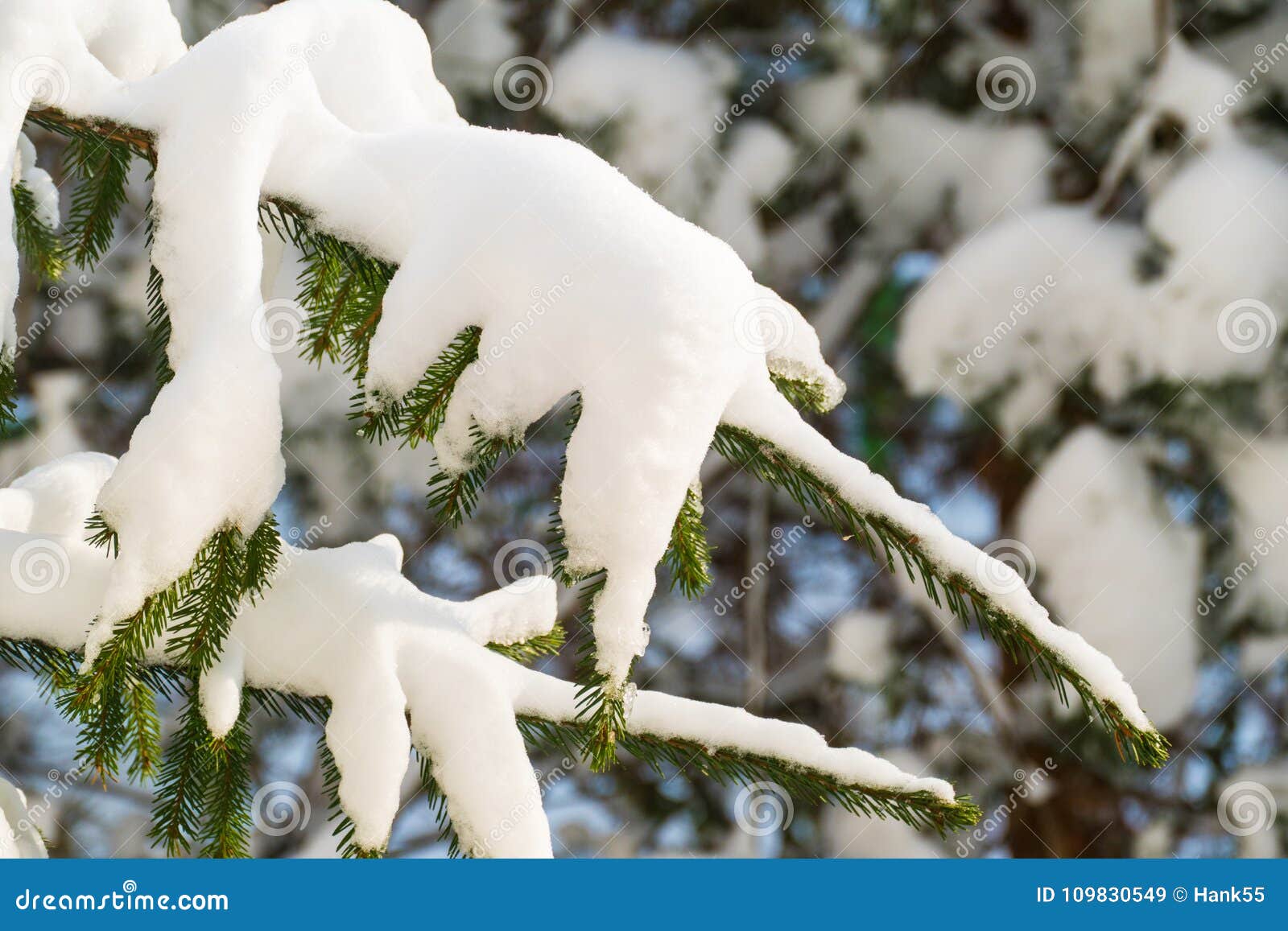 Tree Branch in Winter with Snow Stock Image - Image of road, bird ...