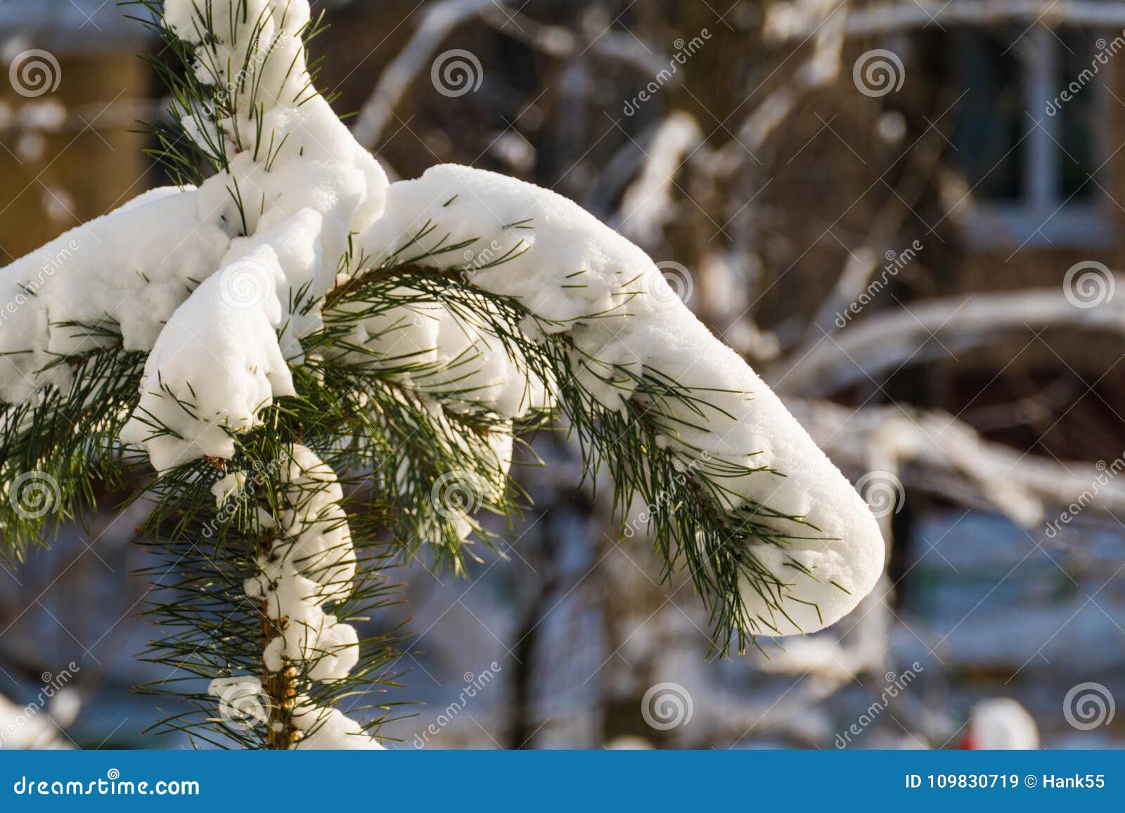 Tree Branch in Winter with Snow Stock Image - Image of landscape ...