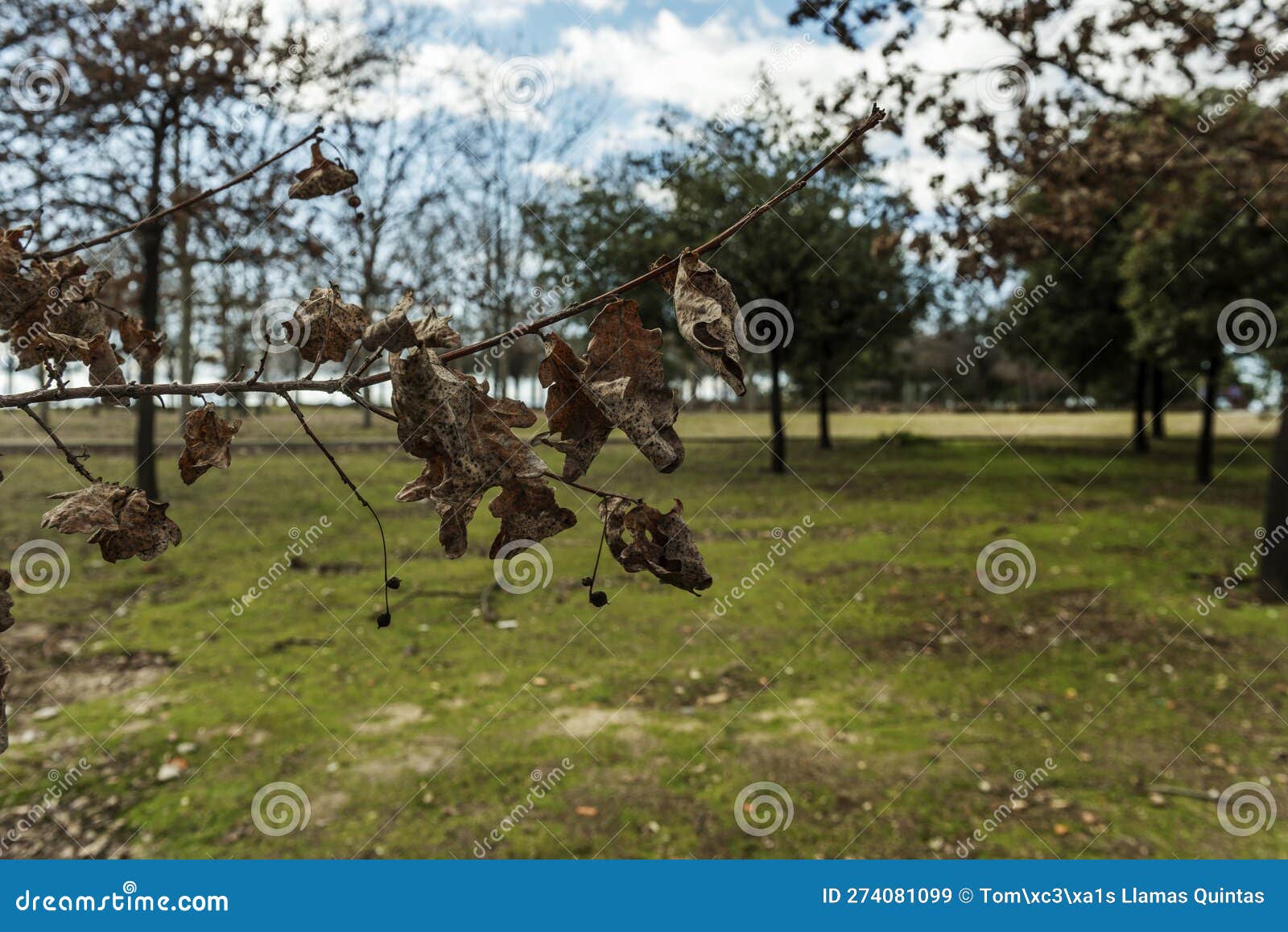 A Tree Branch with Withered Leaves in a Park Stock Image - Image of ...
