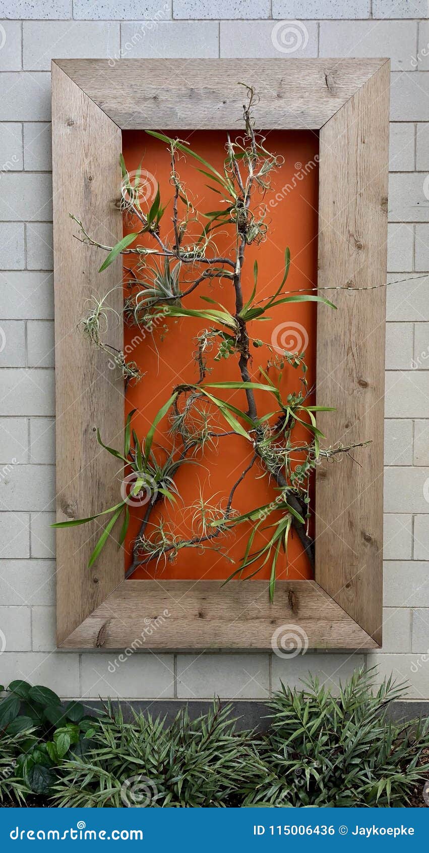 Tree Branch in a Wood Frame Stock Photo - Image of frame, plant: 115006436