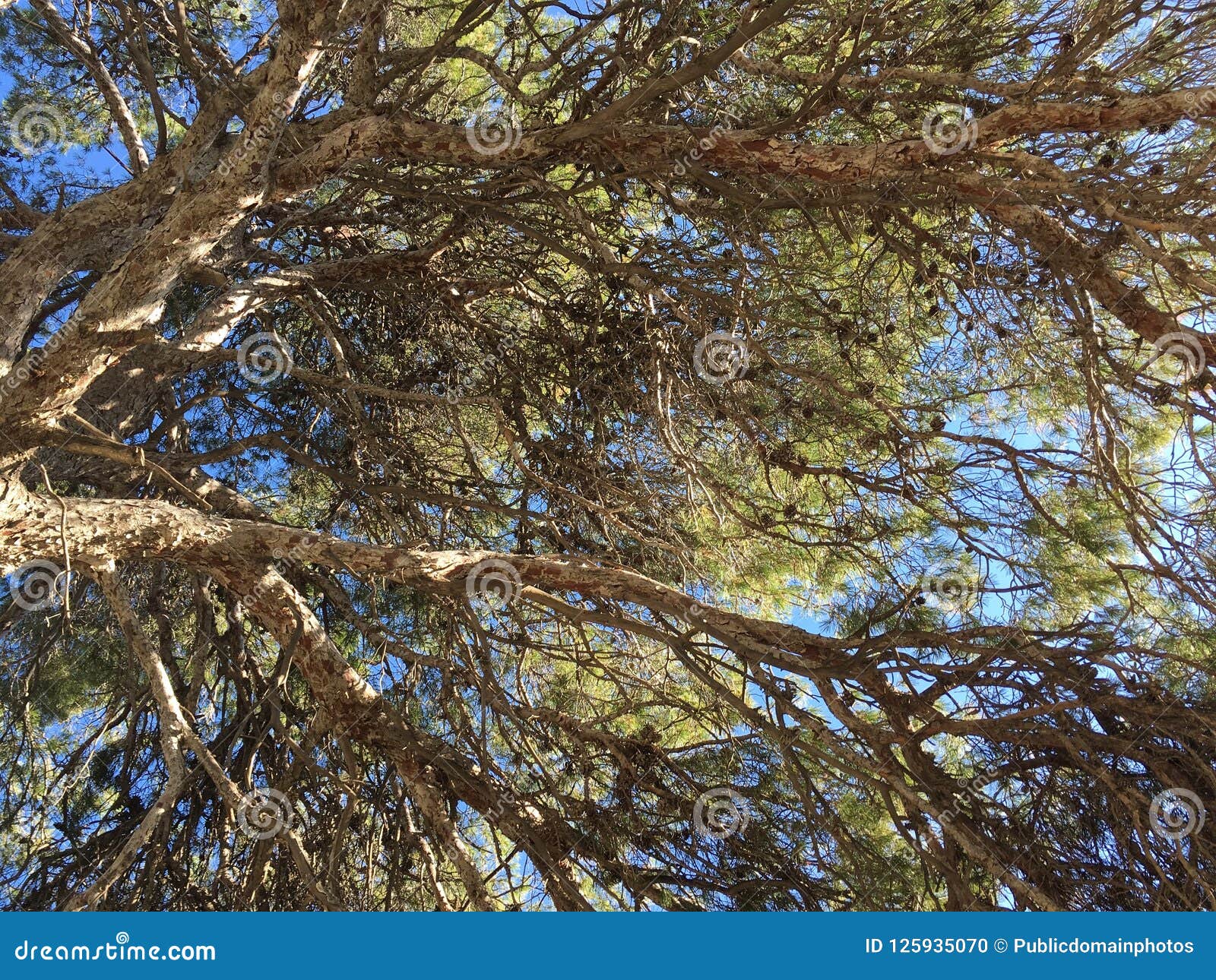 Tree, Branch, Woody Plant, Vegetation Picture. Image: 125935070