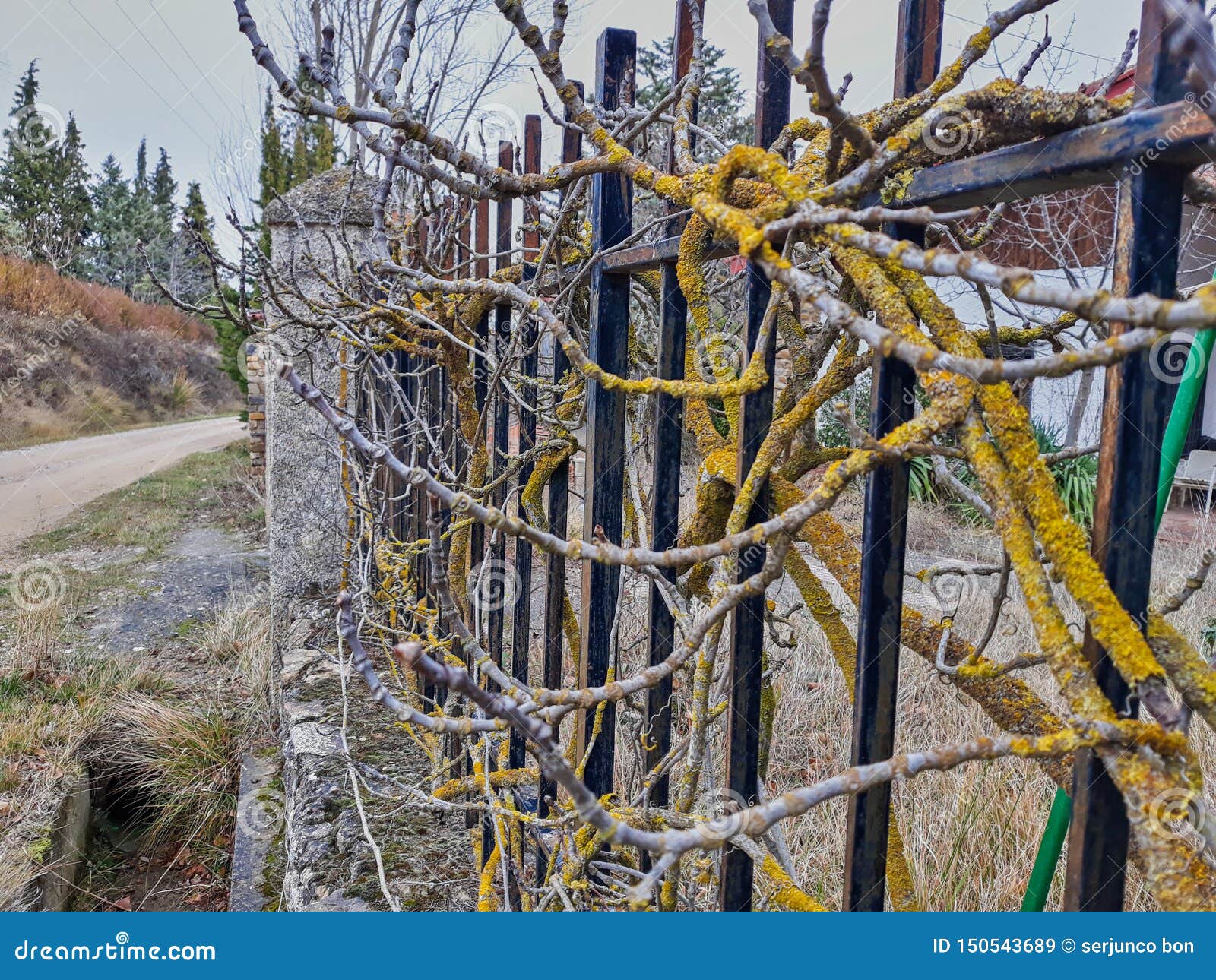 Tree Branch with Yellow Lichens Rooted in a Rusty Fence Stock Image ...