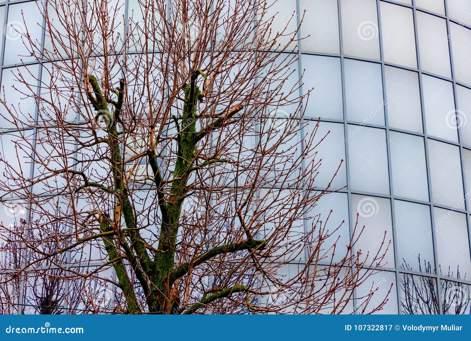A Tree with Branched Branches on the Background of a Modern Multistory ...