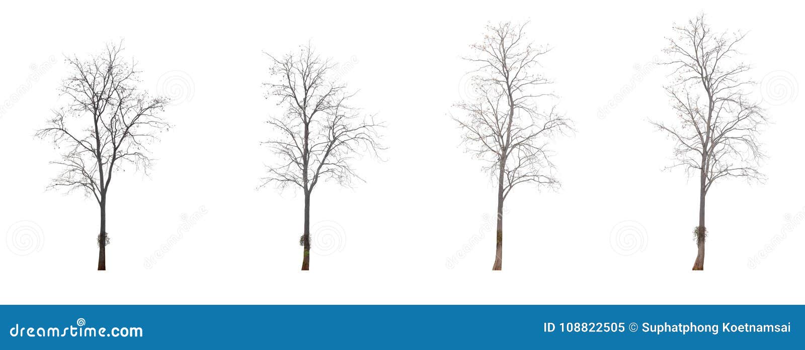 The Tree is Branched Off without Leaves Stock Image - Image of growing ...