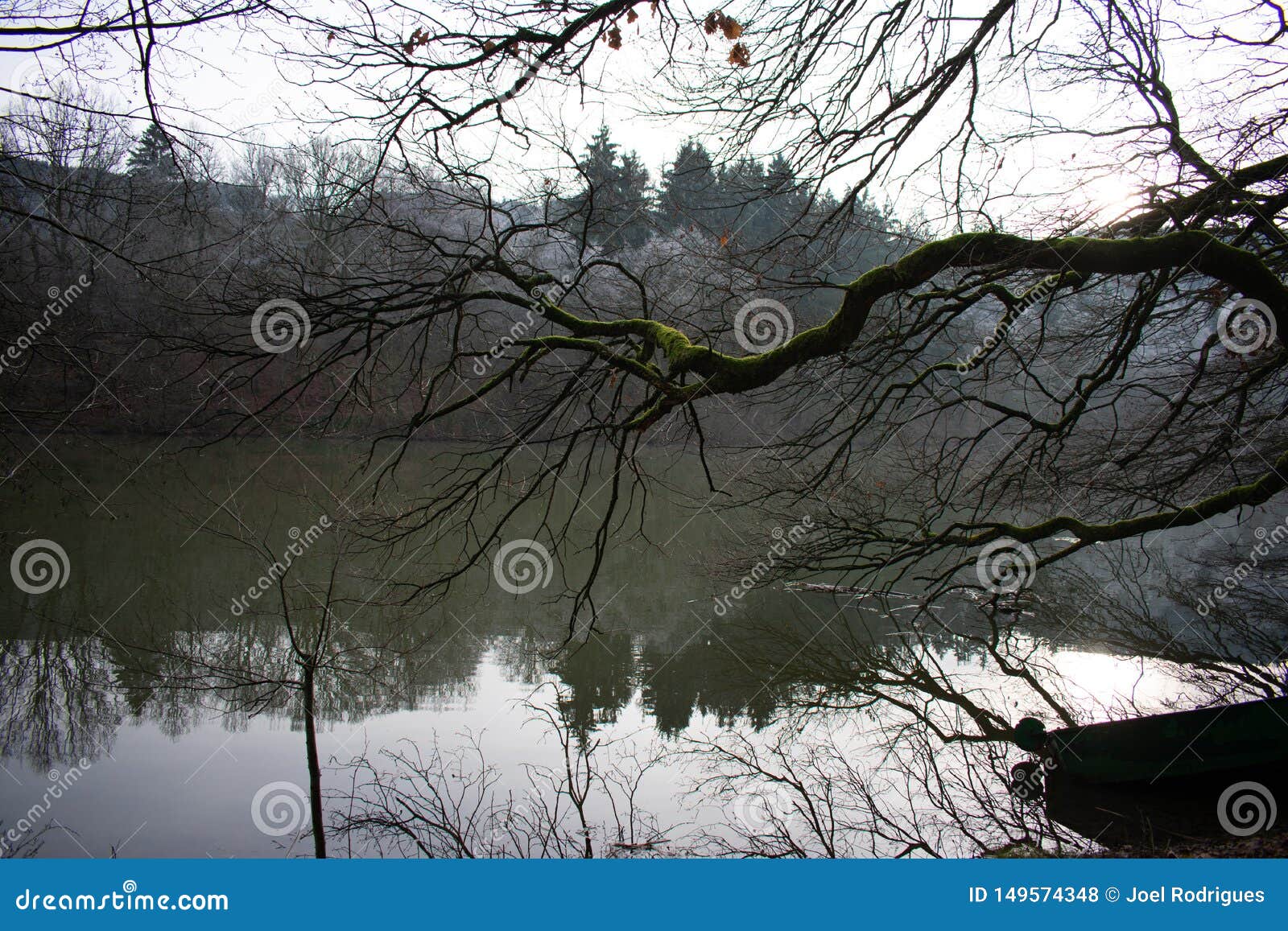 Tree Branche Over River in Winter Stock Photo - Image of season, white ...
