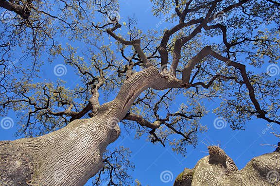 Tree branches stock photo. Image of blue, spring, branch - 23724868